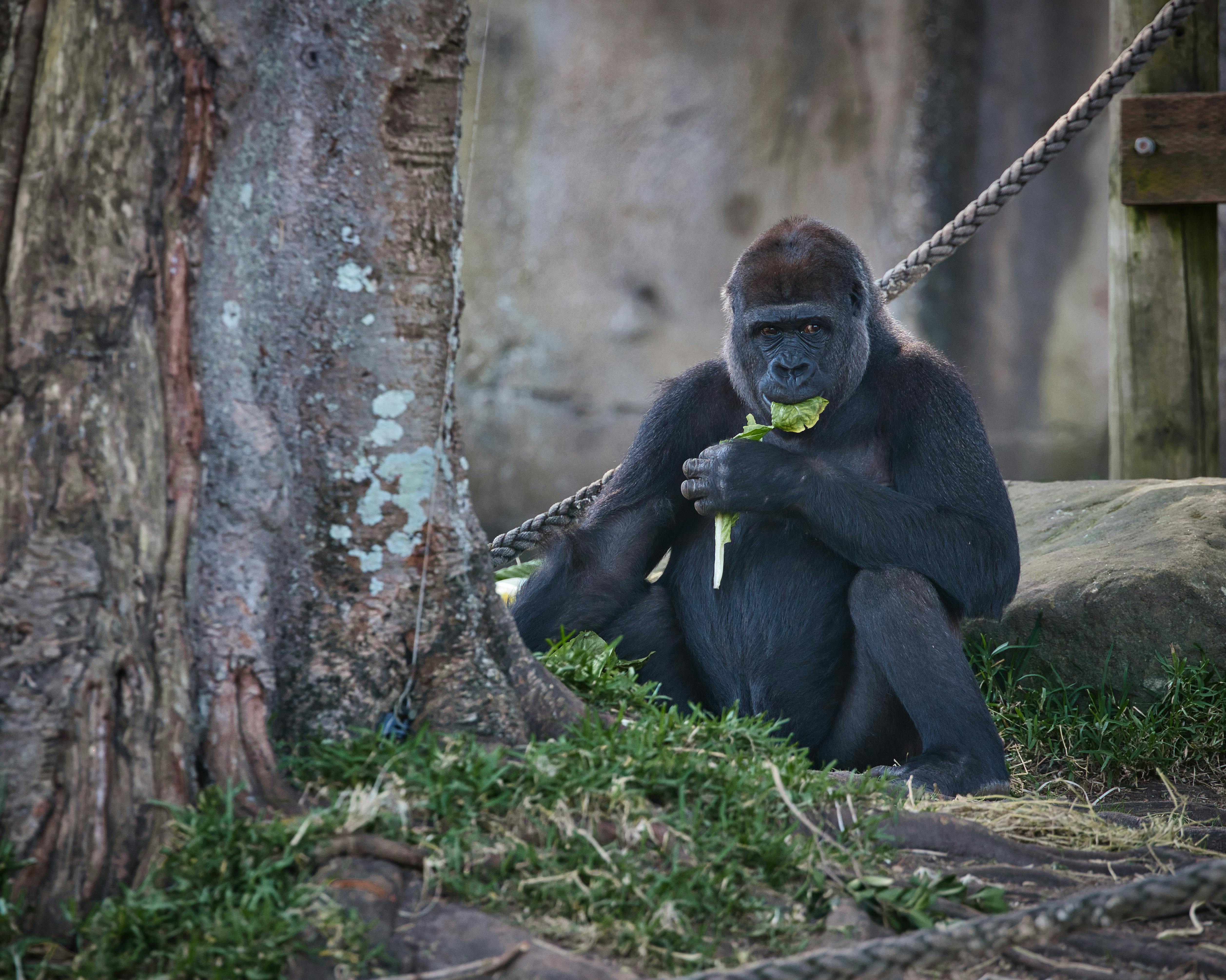 Gorilla at the Zoo · Free Stock Photo