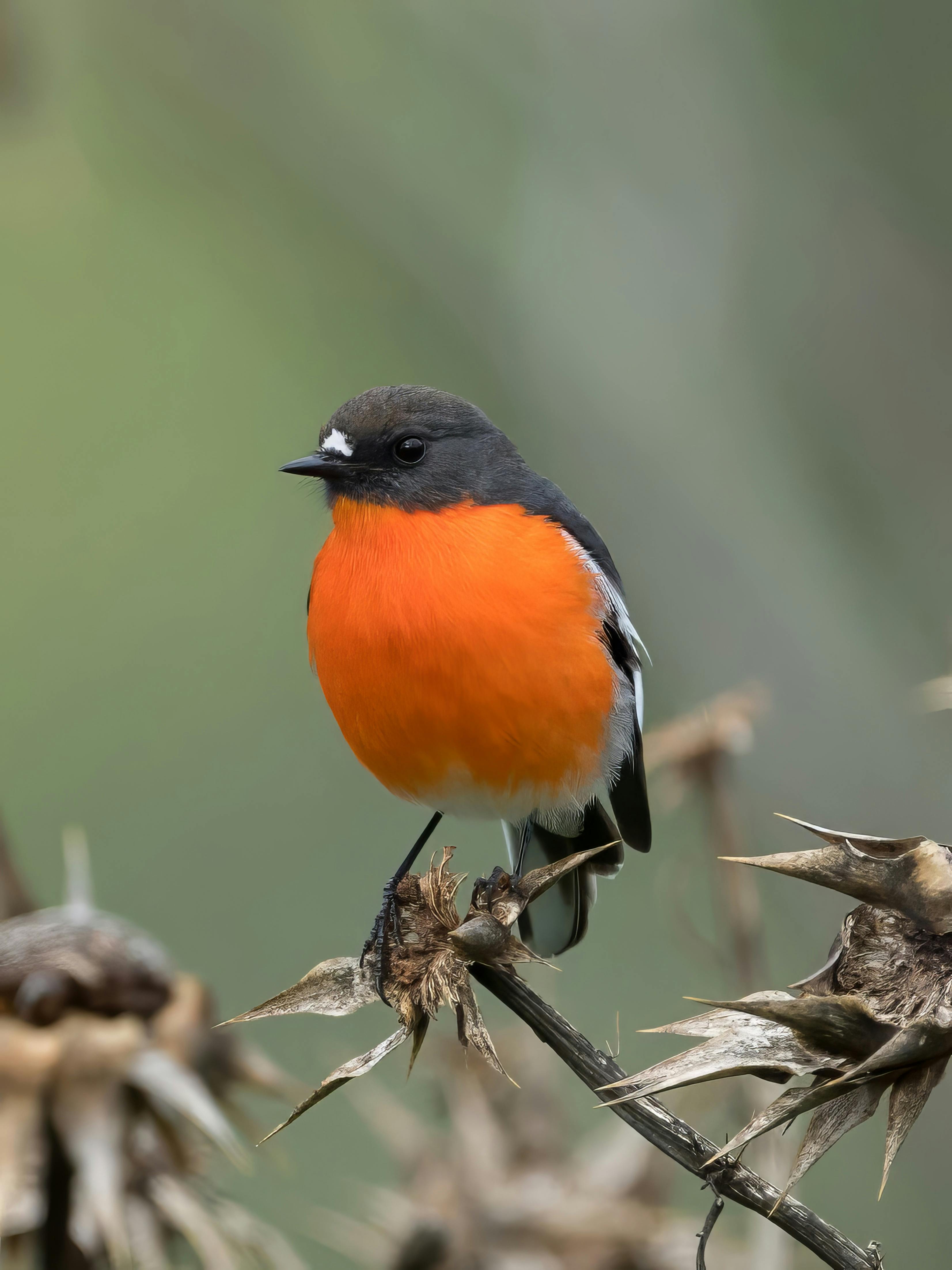 Flame Robin in Nature · Free Stock Photo