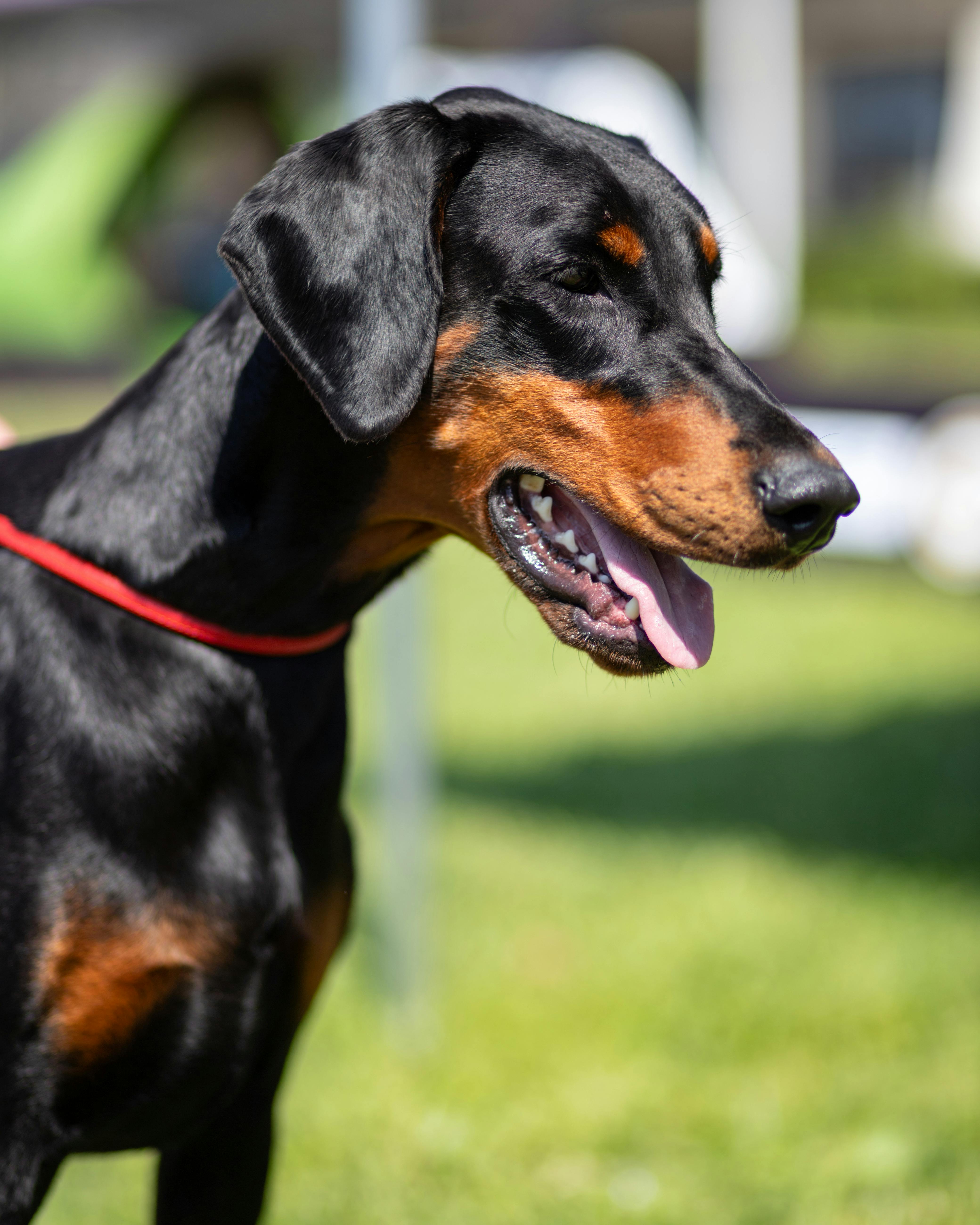 Adult Black and Tan Doberman Pinscher Closeup Photography · Free Stock ...