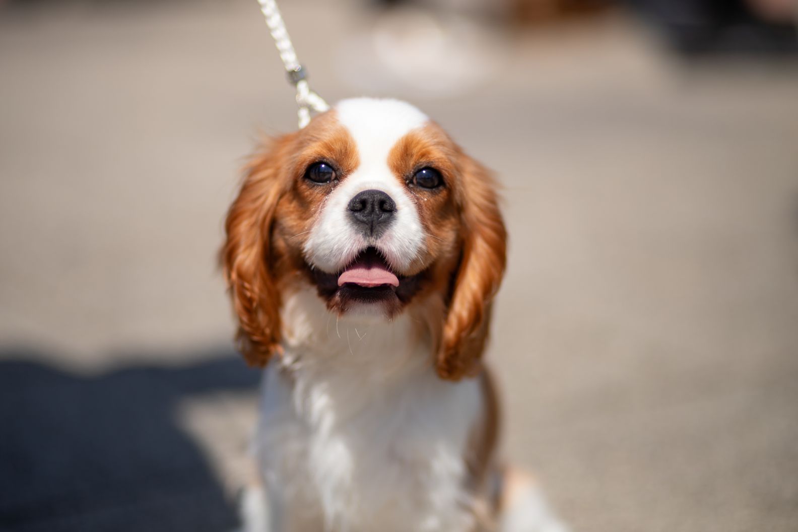 Discover the Best Bird Dogs Breeds for Hunting Enthusiasts