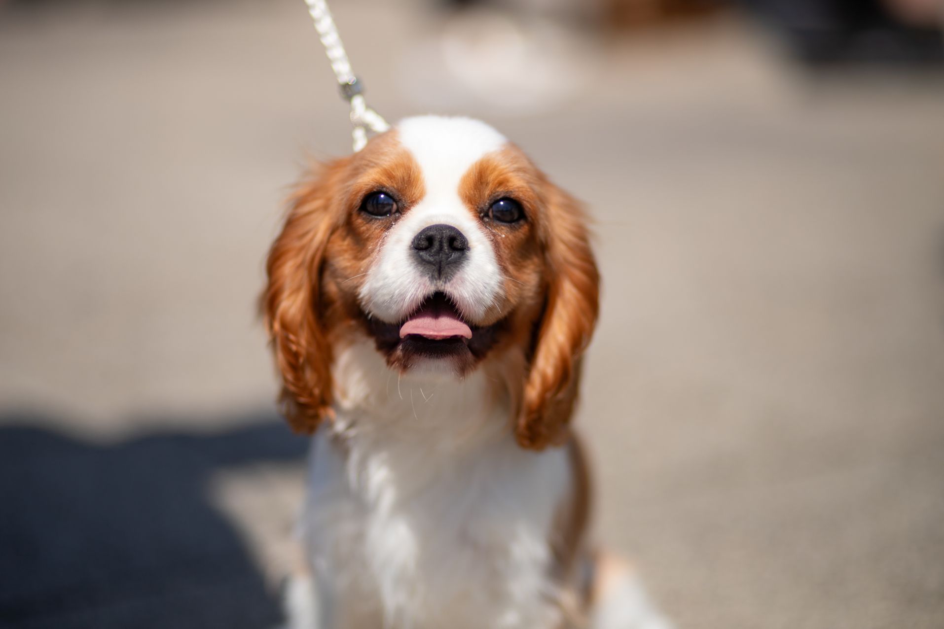 Discover the Best Bird Dogs Breeds for Hunting Enthusiasts