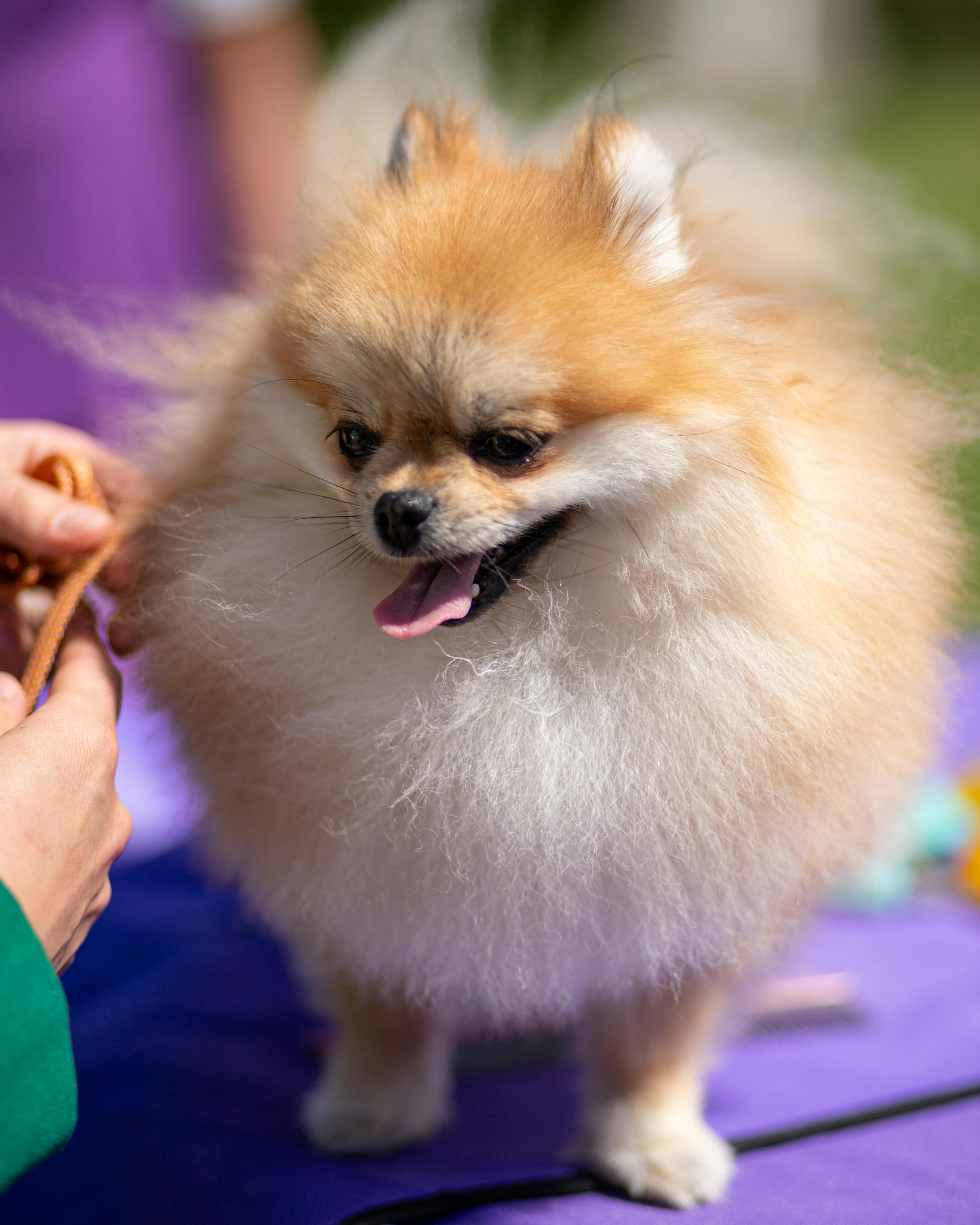 A pomeranian dog is being groomed at a dog show · Free Stock Photo