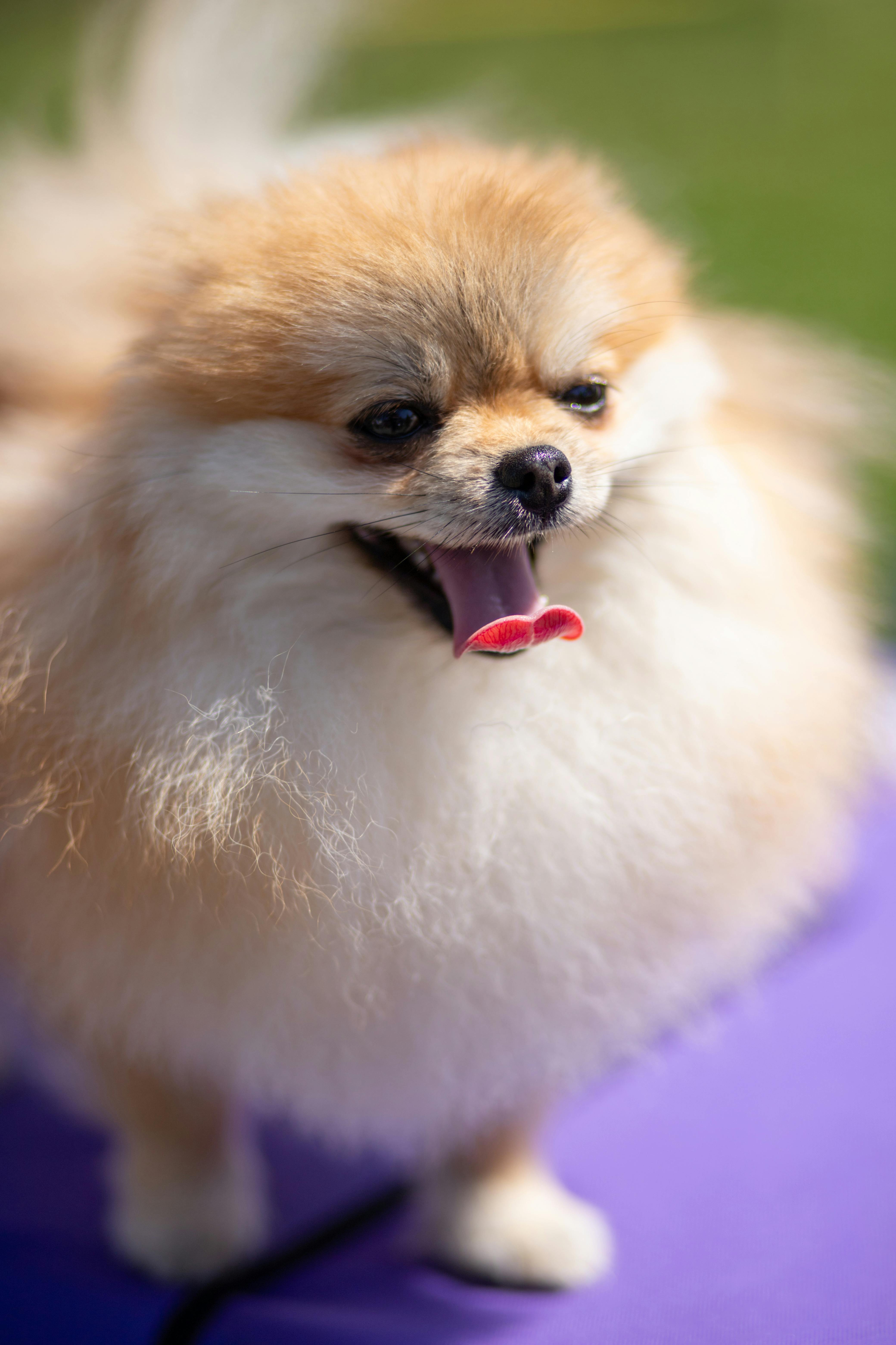 A small pomeranian dog is standing on a purple mat · Free Stock Photo