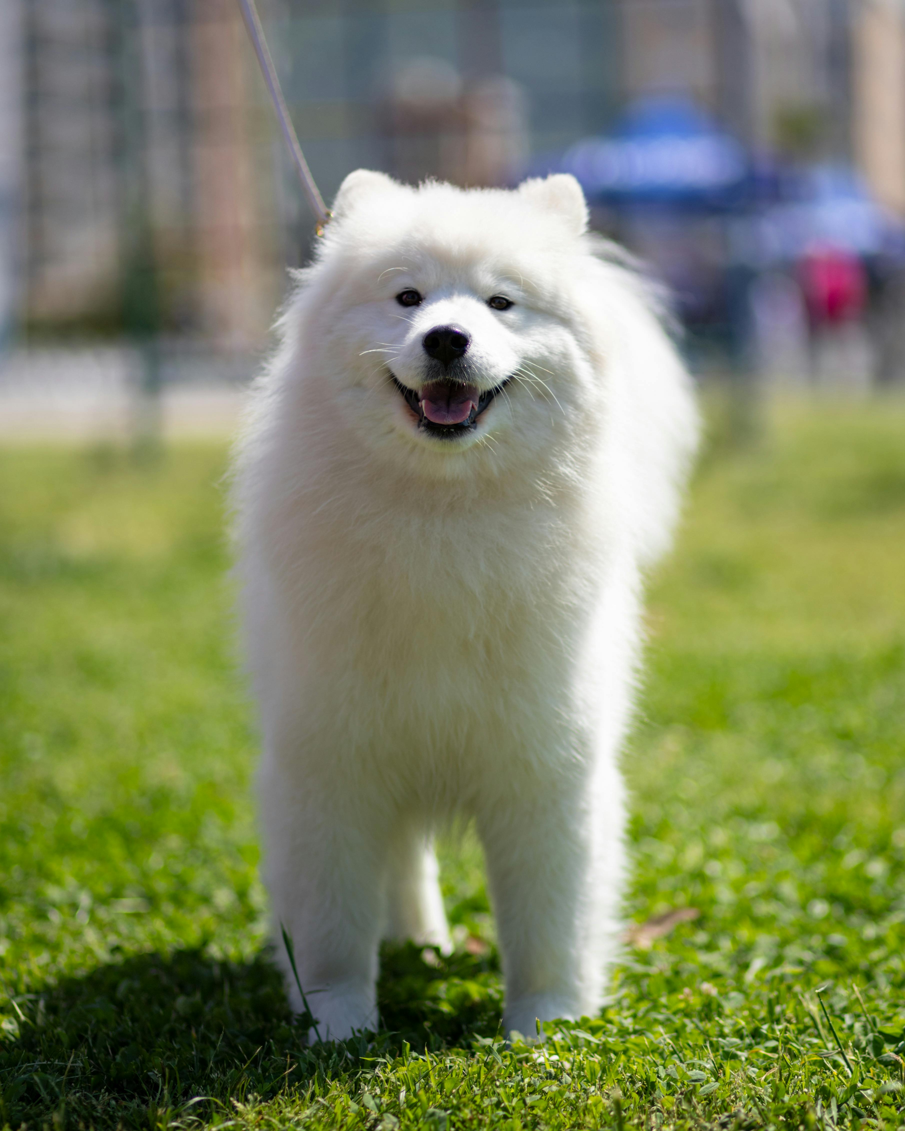 White Samoyed Dog · Free Stock Photo