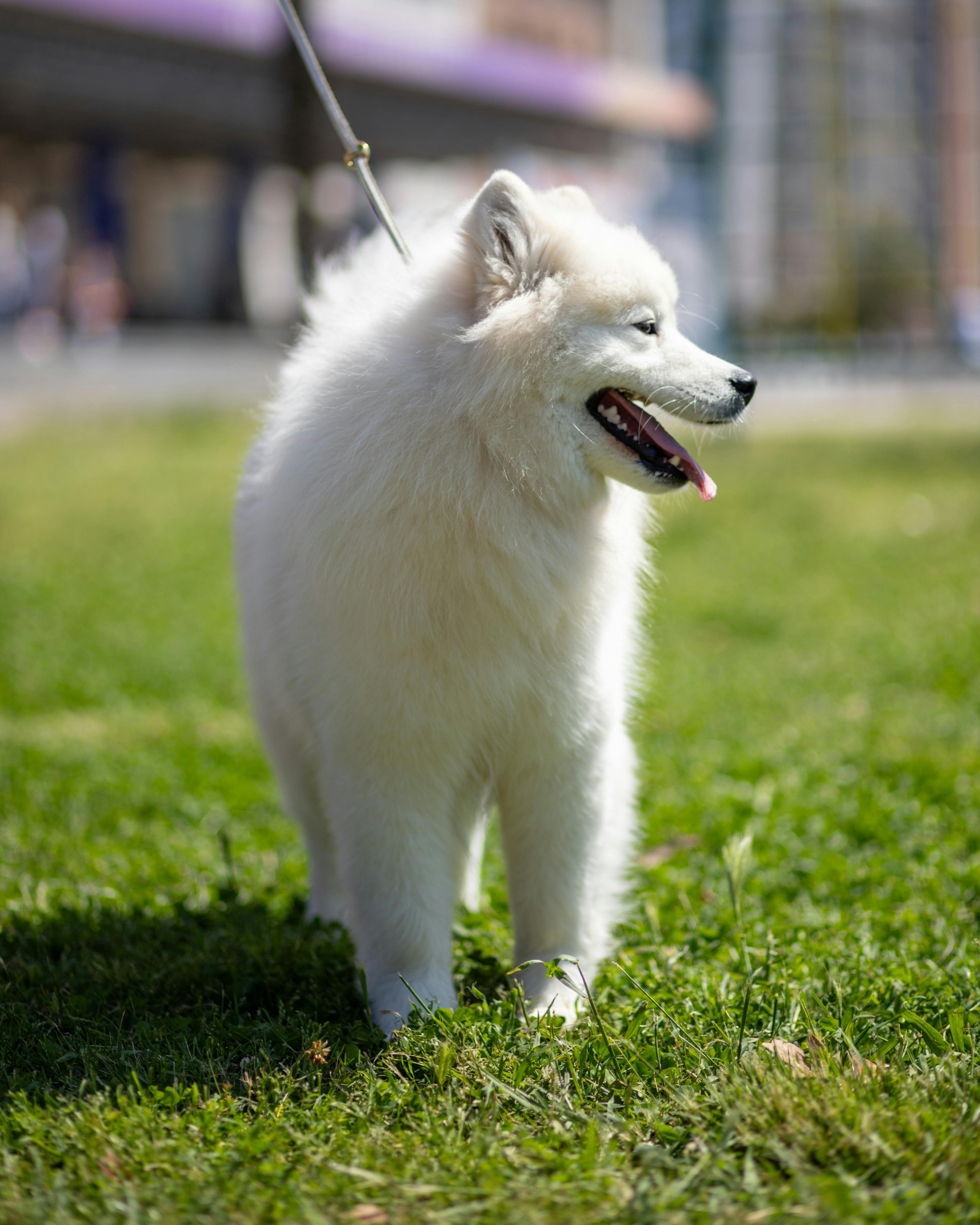Standing Samoyed Dog · Free Stock Photo