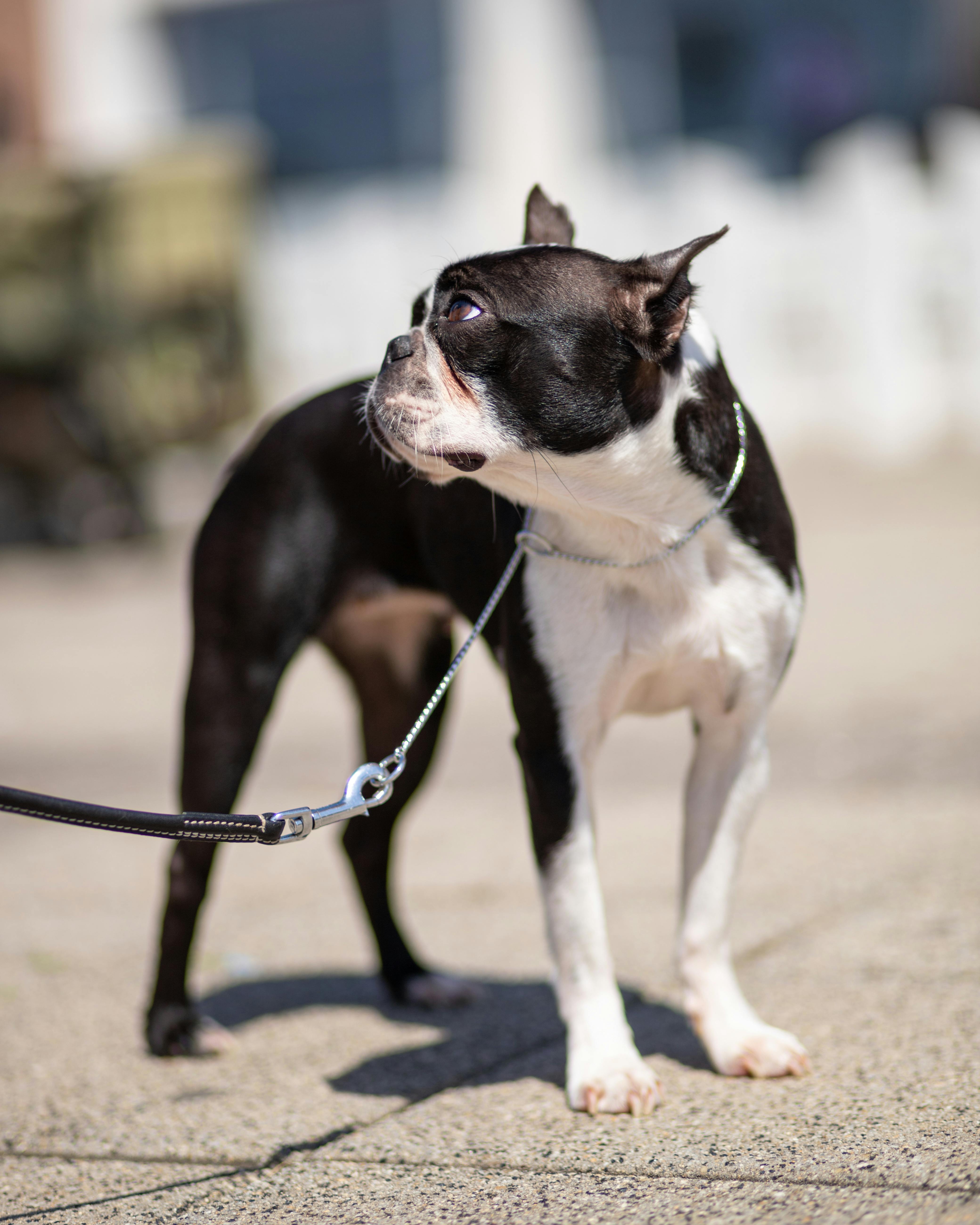 Photo of james, a boston terrier, in new york, ny · Free Stock Photo