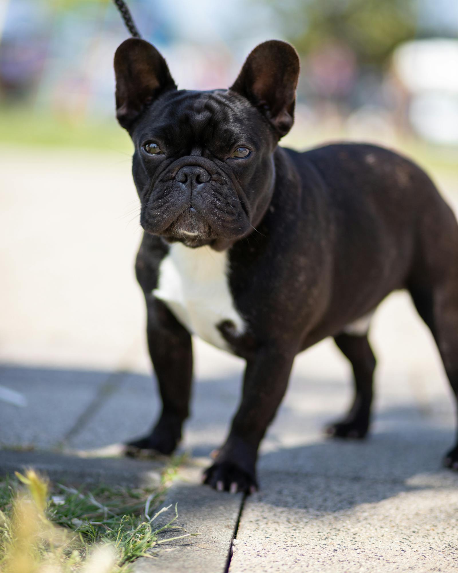 A Dog Standing Upright Photos, Download The BEST Free A Dog Standing ...