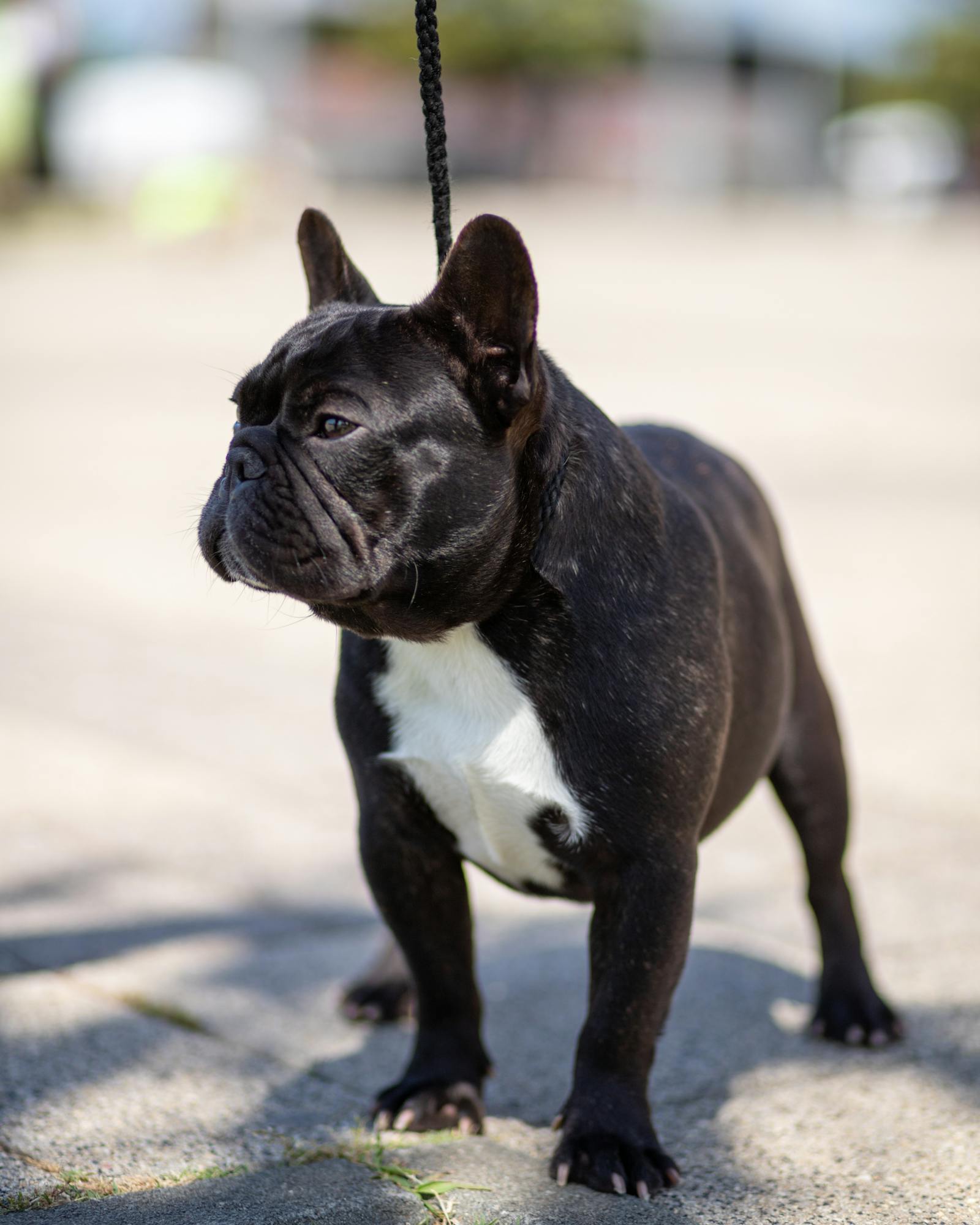 French Bull Dog Photos, Download The BEST Free French Bull Dog Stock ...