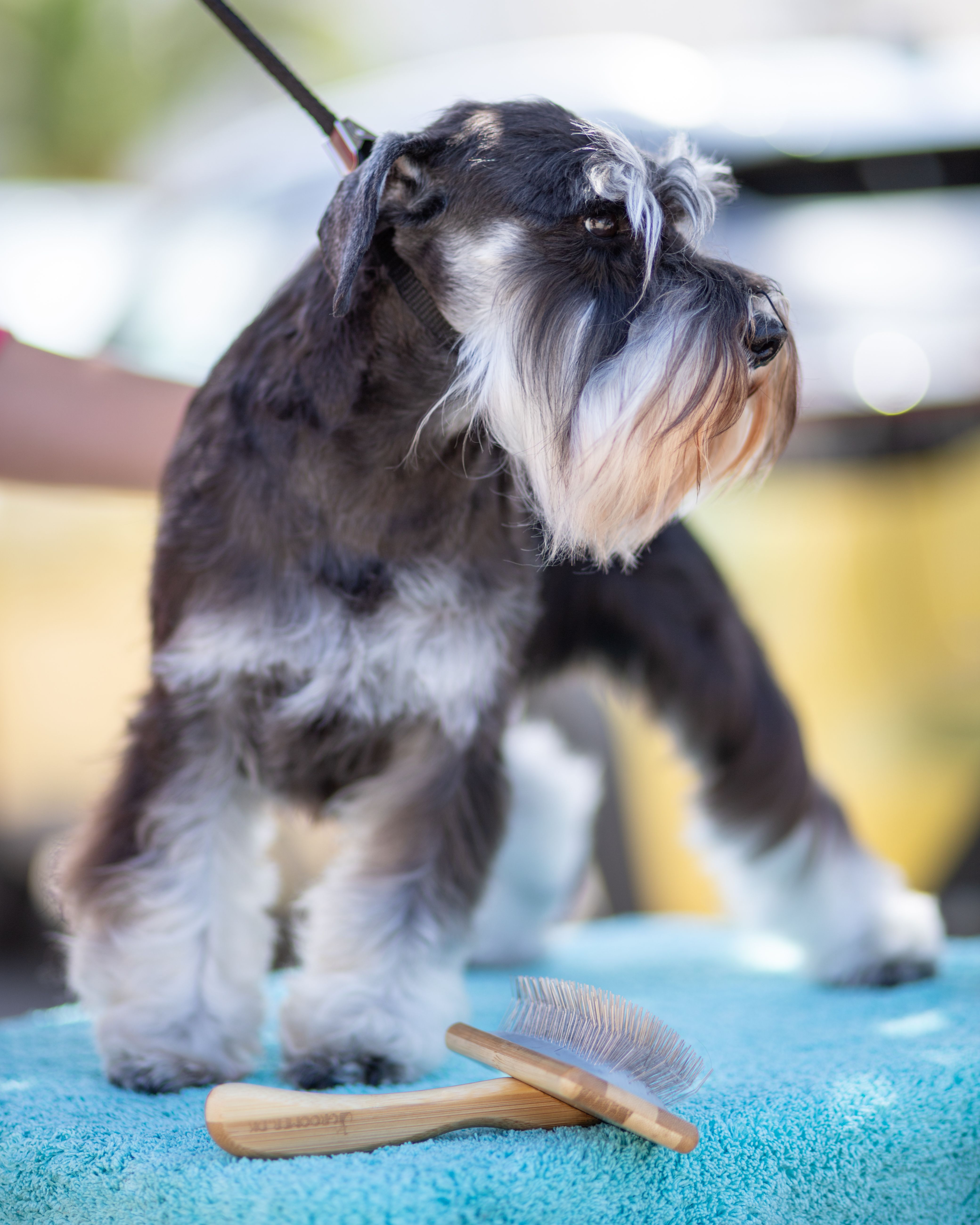 Small Terrier on Table · Free Stock Photo