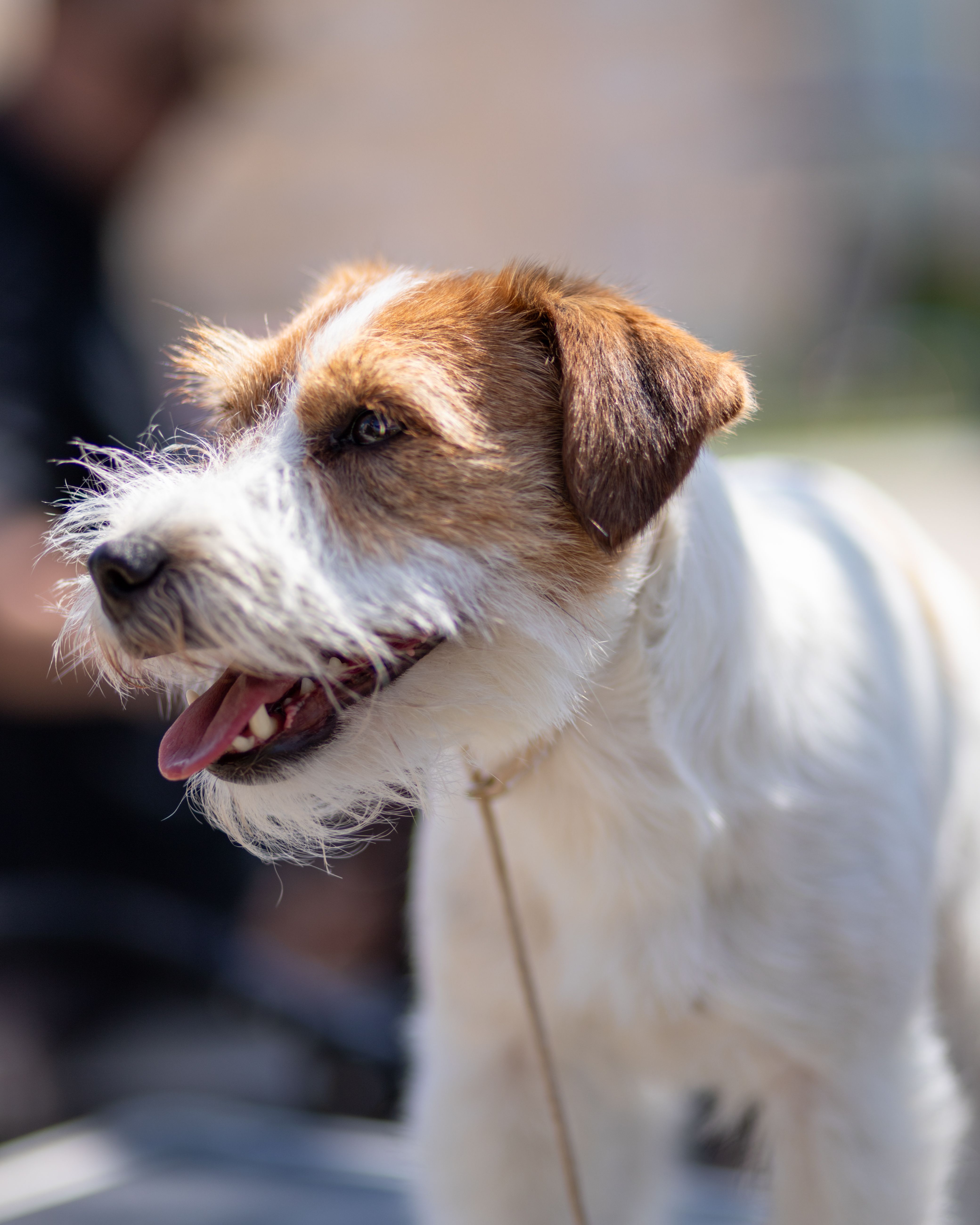 Adult White and Black Jack Russell Terrier · Free Stock Photo