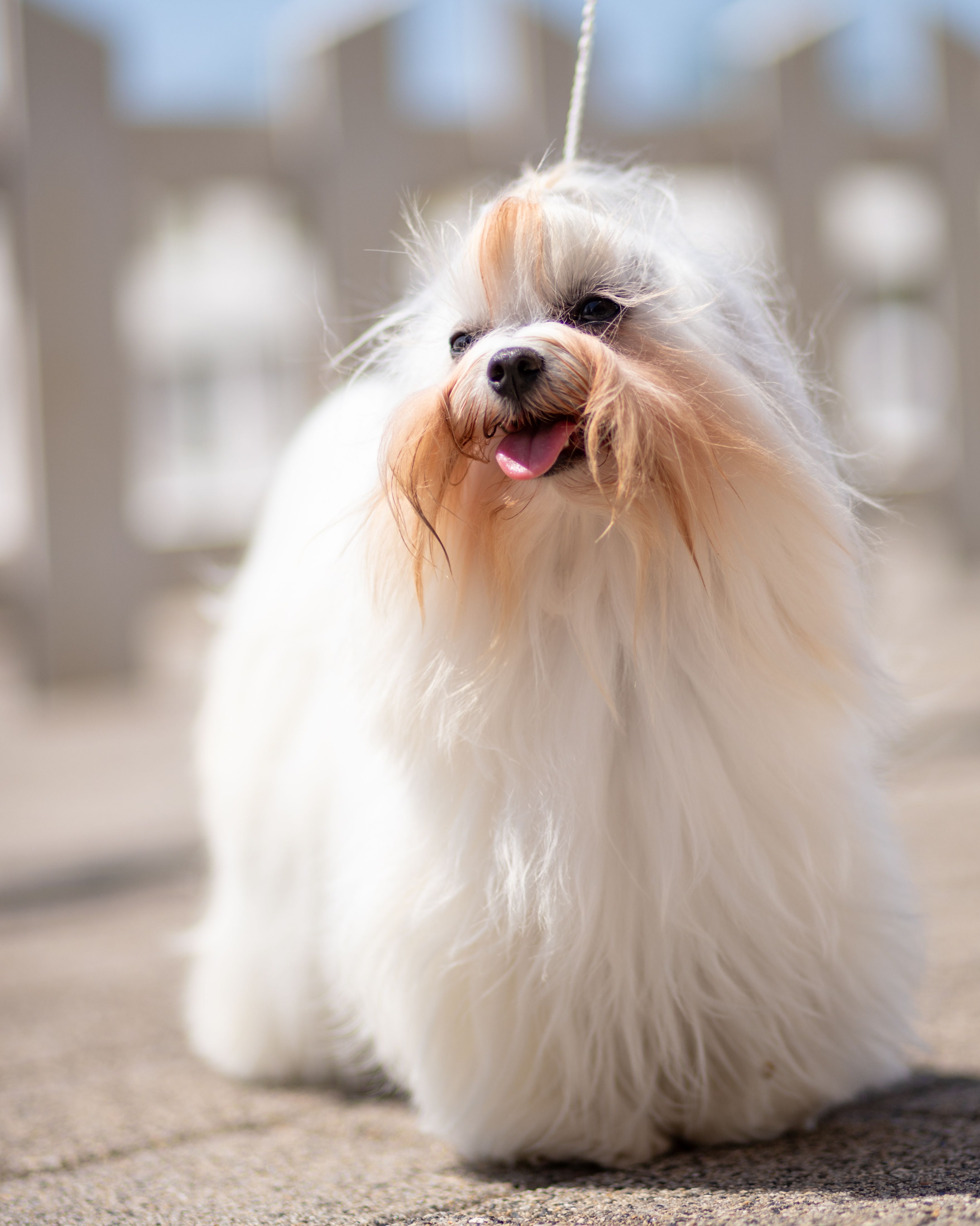 White Coton de Tulear Dog · Free Stock Photo