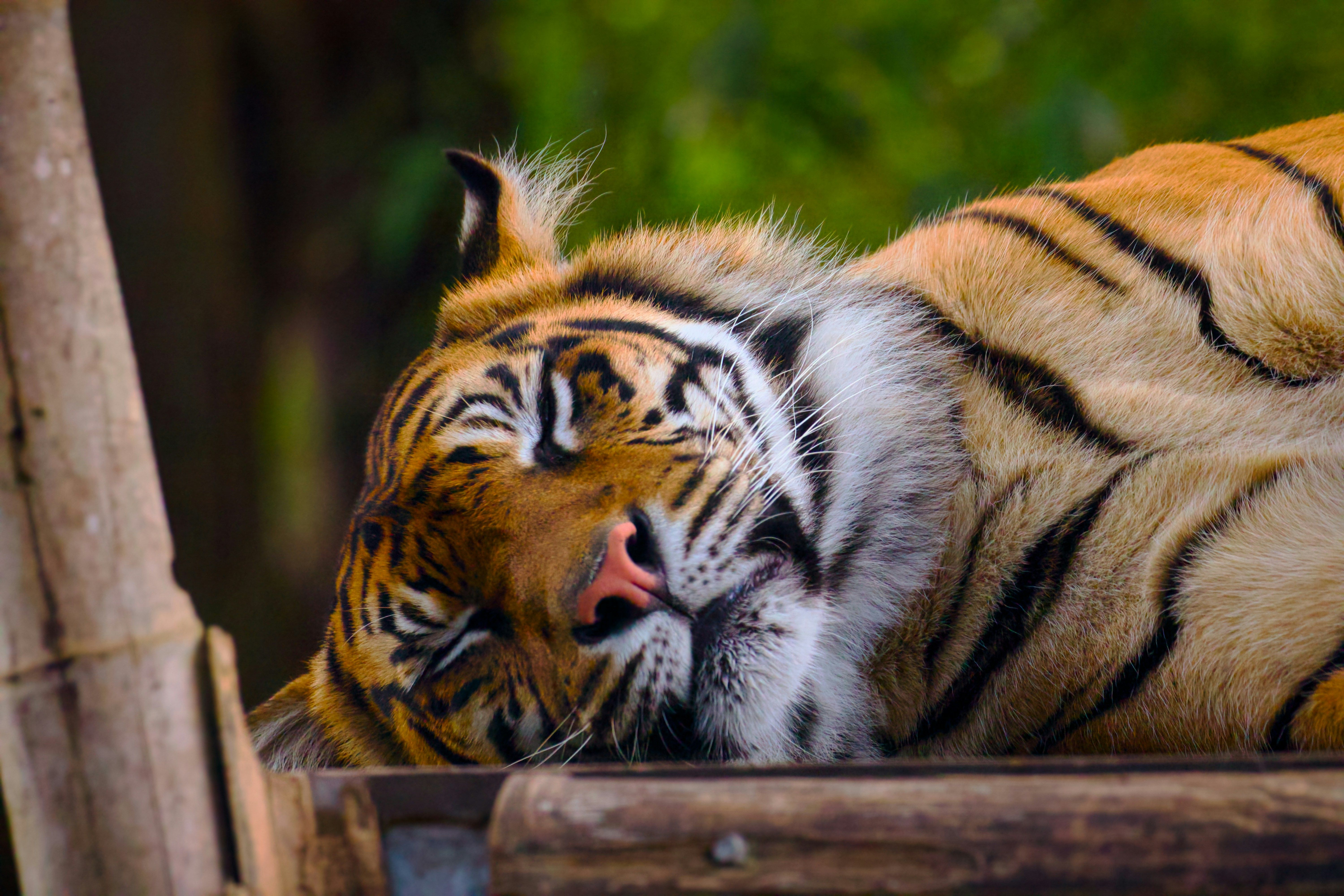 Tiger Lying on Platform · Free Stock Photo