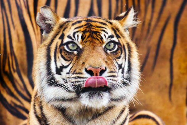 Tiger Face Photos, Download The BEST Free Tiger Face Stock Photos & HD ...