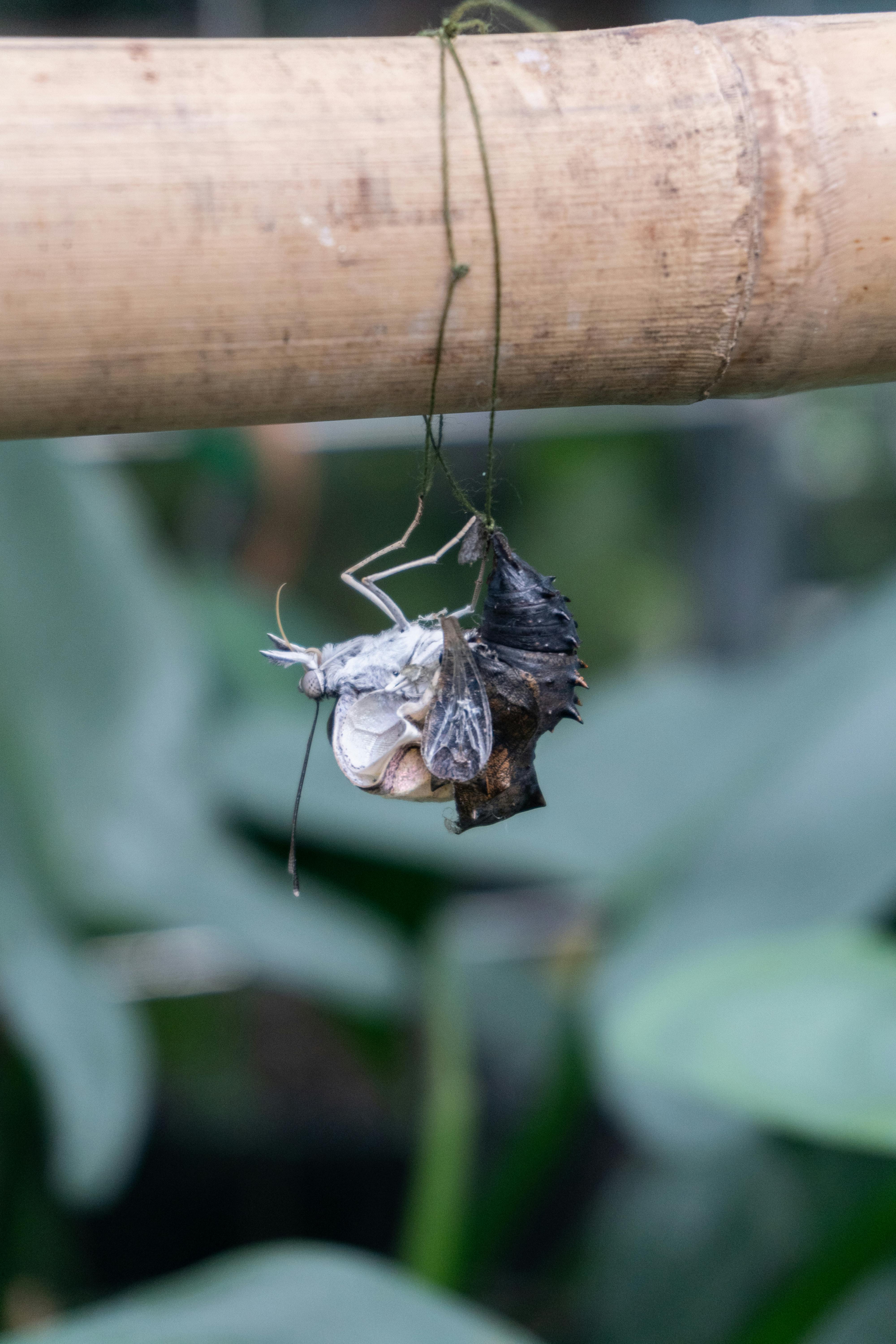 Chrysalis on a Tree Branch · Free Stock Photo