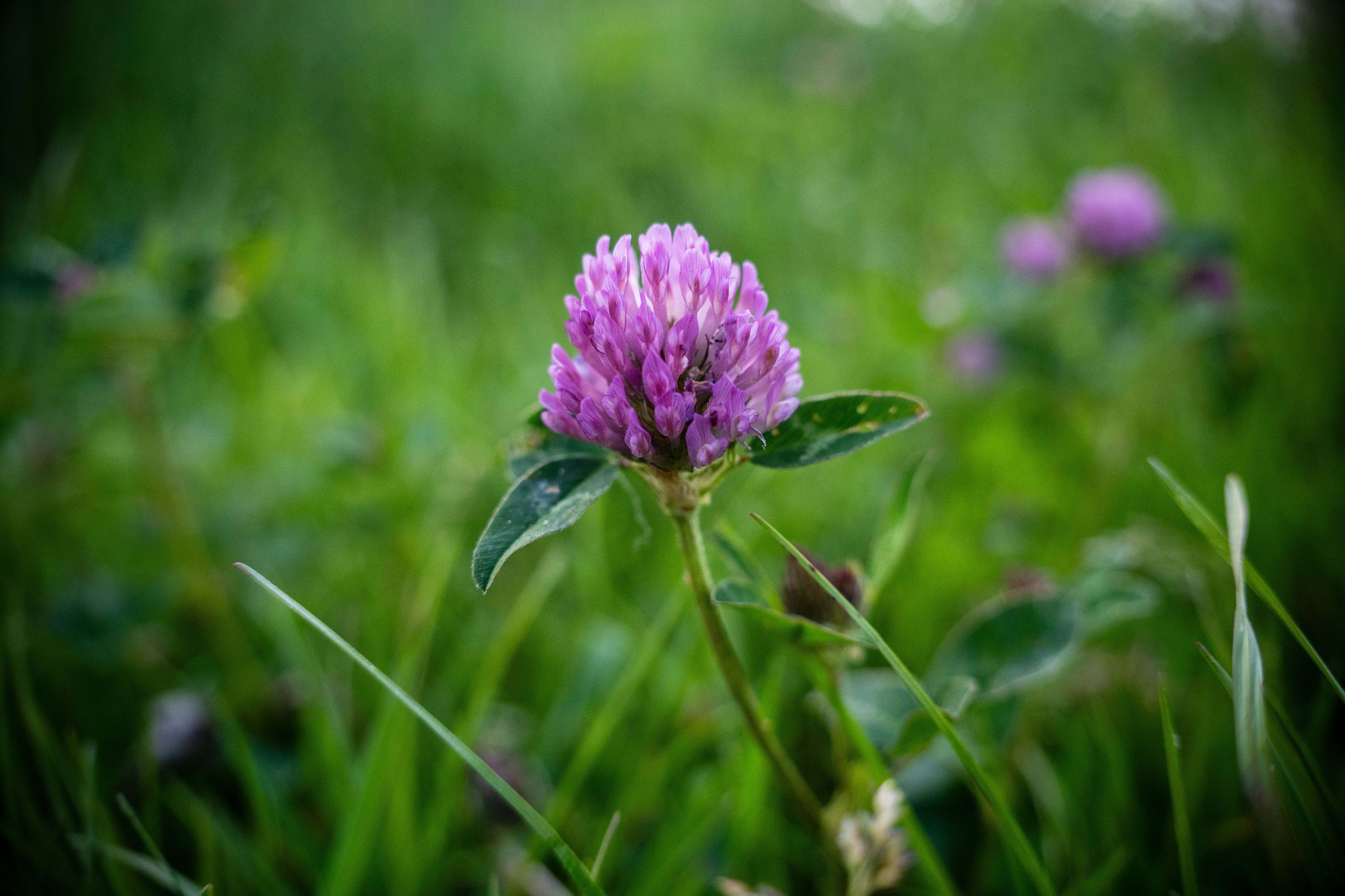 A purple clover flower in the middle of a green field · Free Stock Photo
