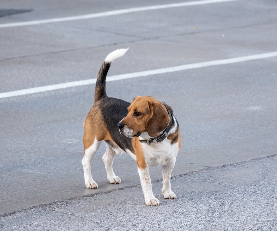 Pros and Cons of Beagle Dogs: The Ultimate Breed Guide