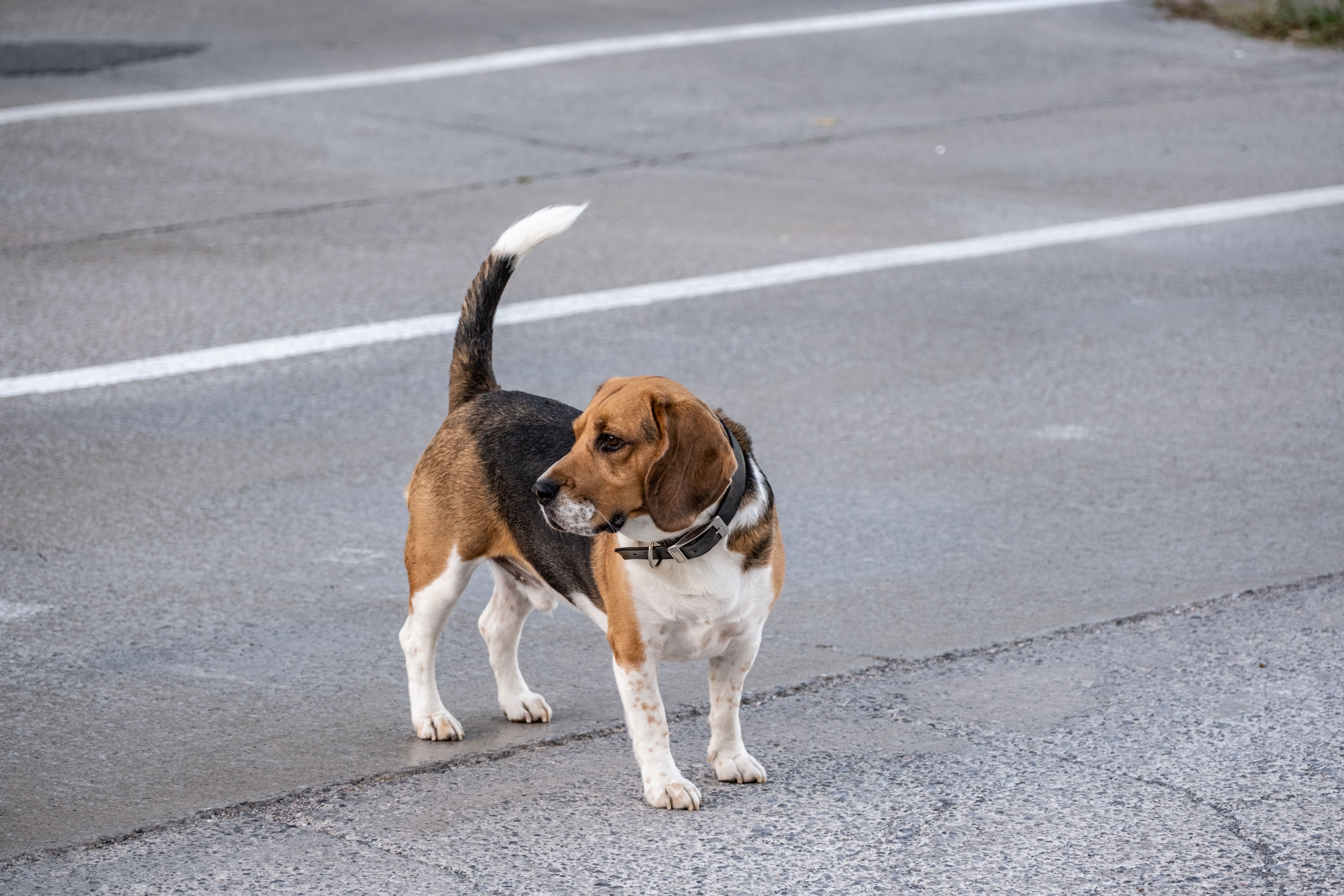A beagle dog standing on the street · Free Stock Photo