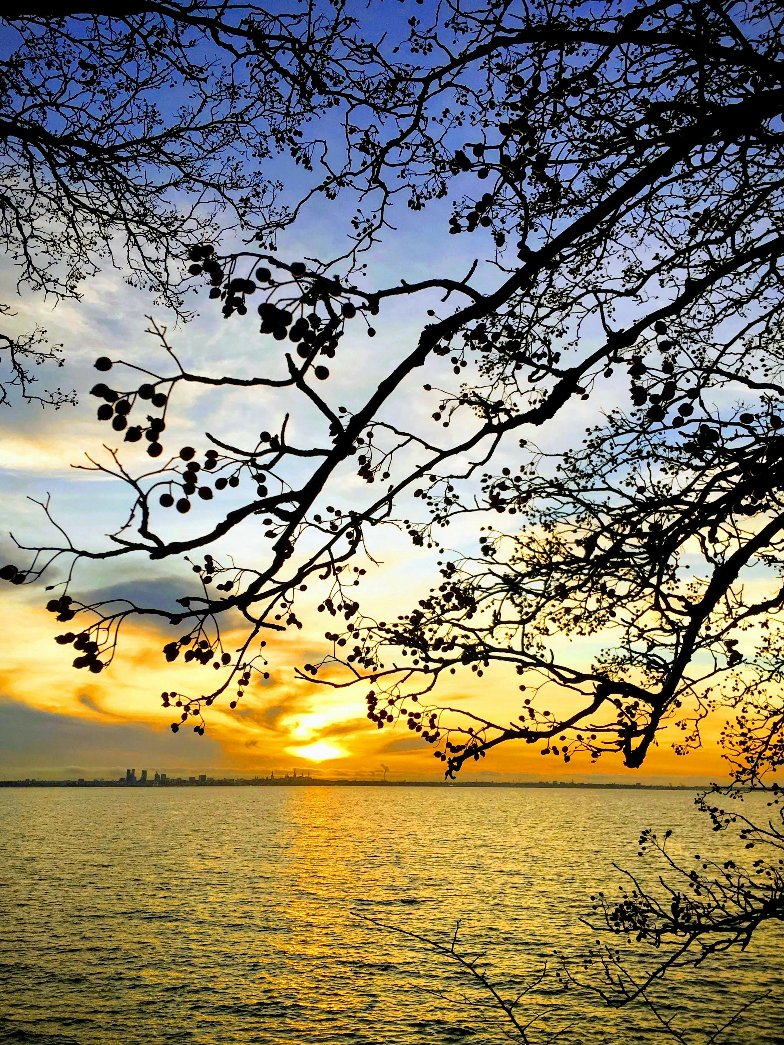 Tree over Lake at Dusk · Free Stock Photo