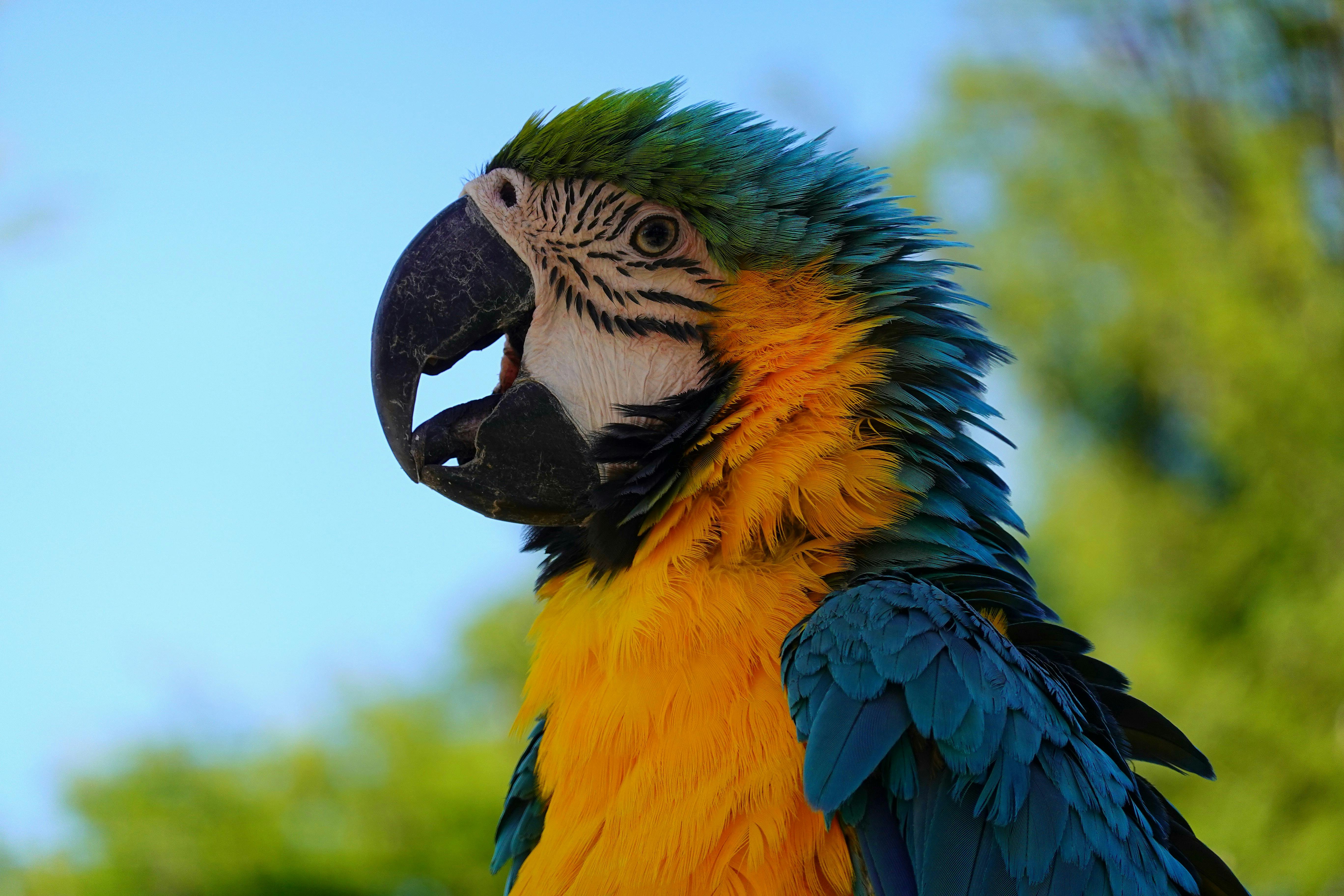 Tropical Parrot Photos, Download The BEST Free Tropical Parrot Stock ...