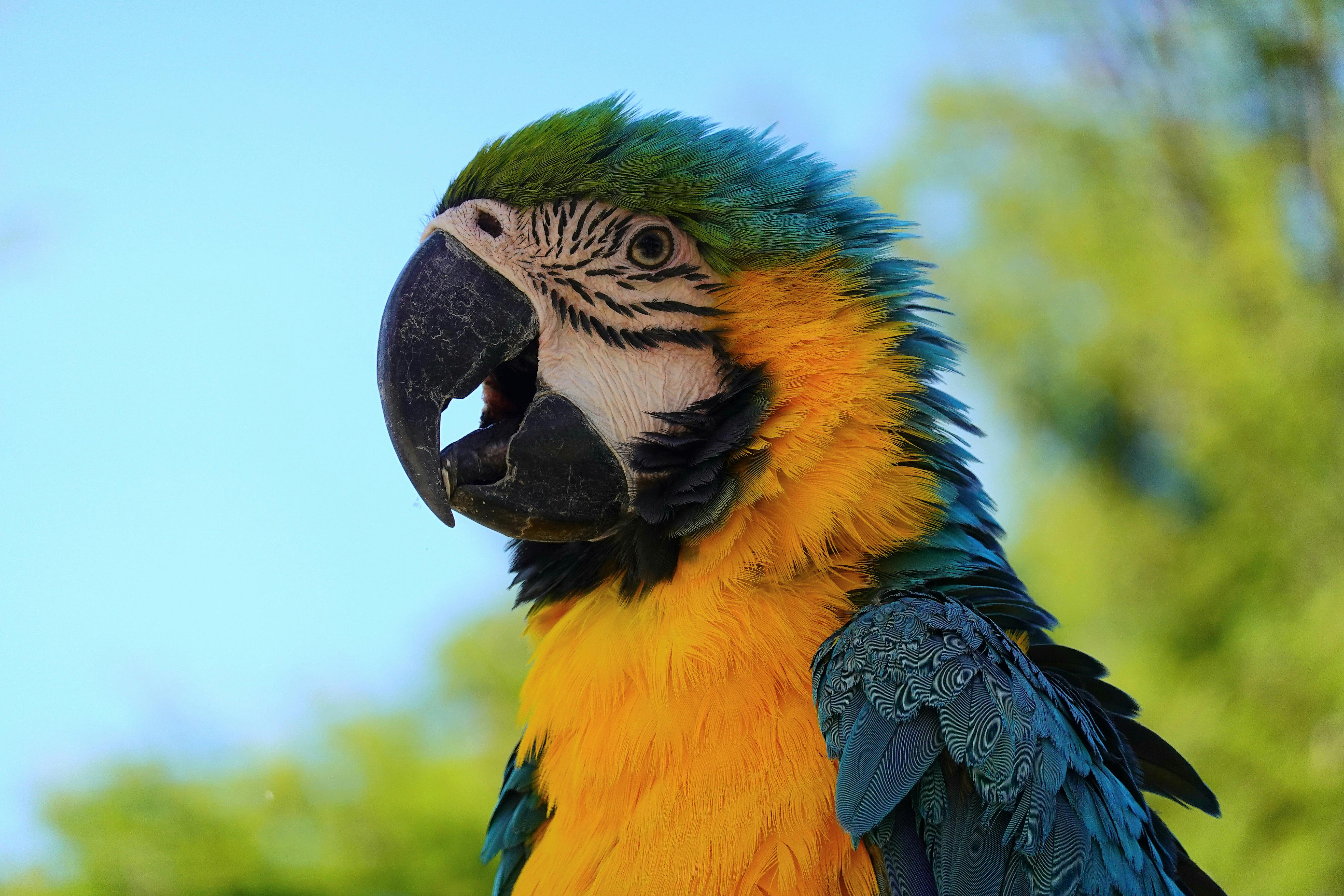 Multi Colored Macaw · Free Stock Photo