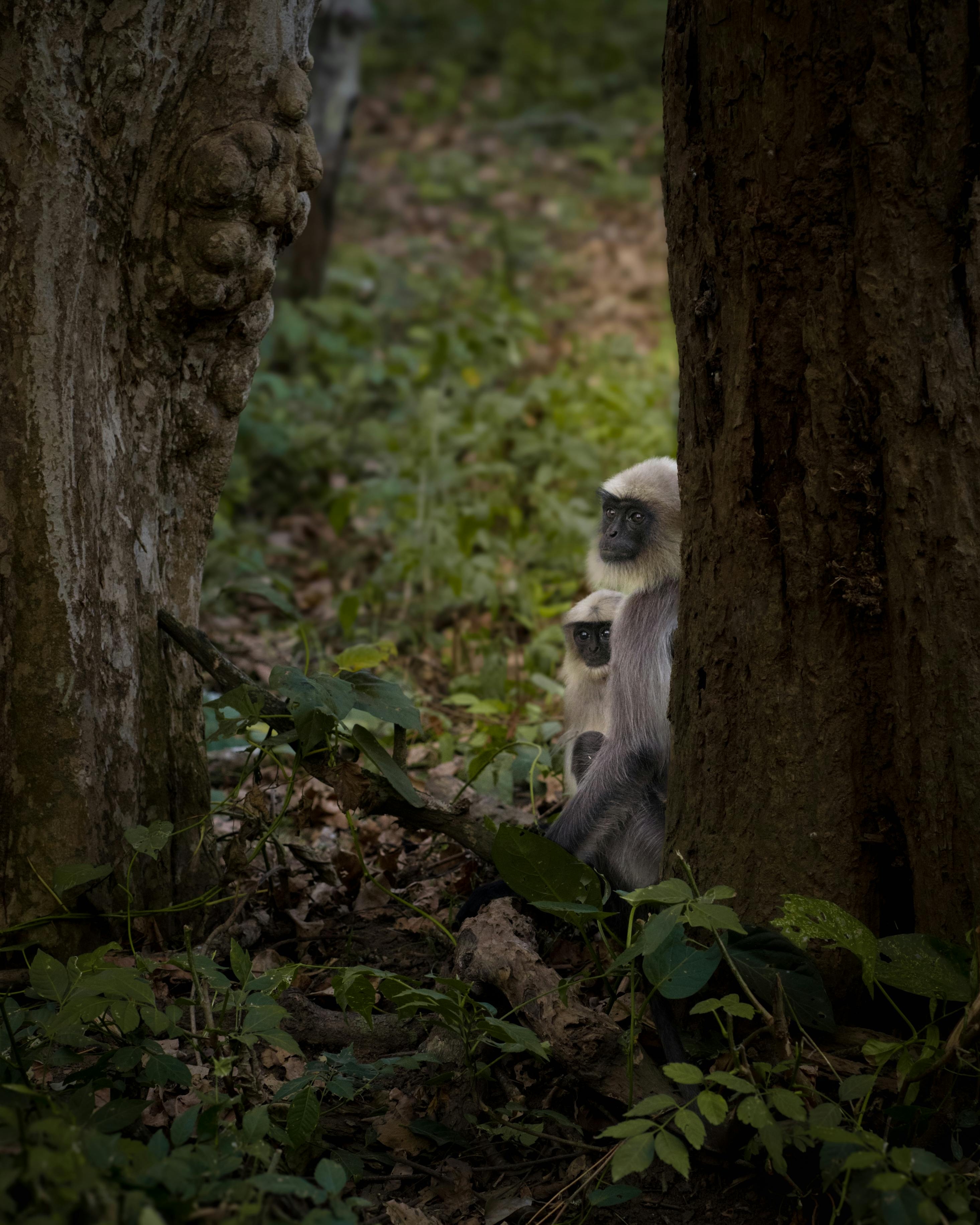 Two Monkeys Next to a Tree · Free Stock Photo