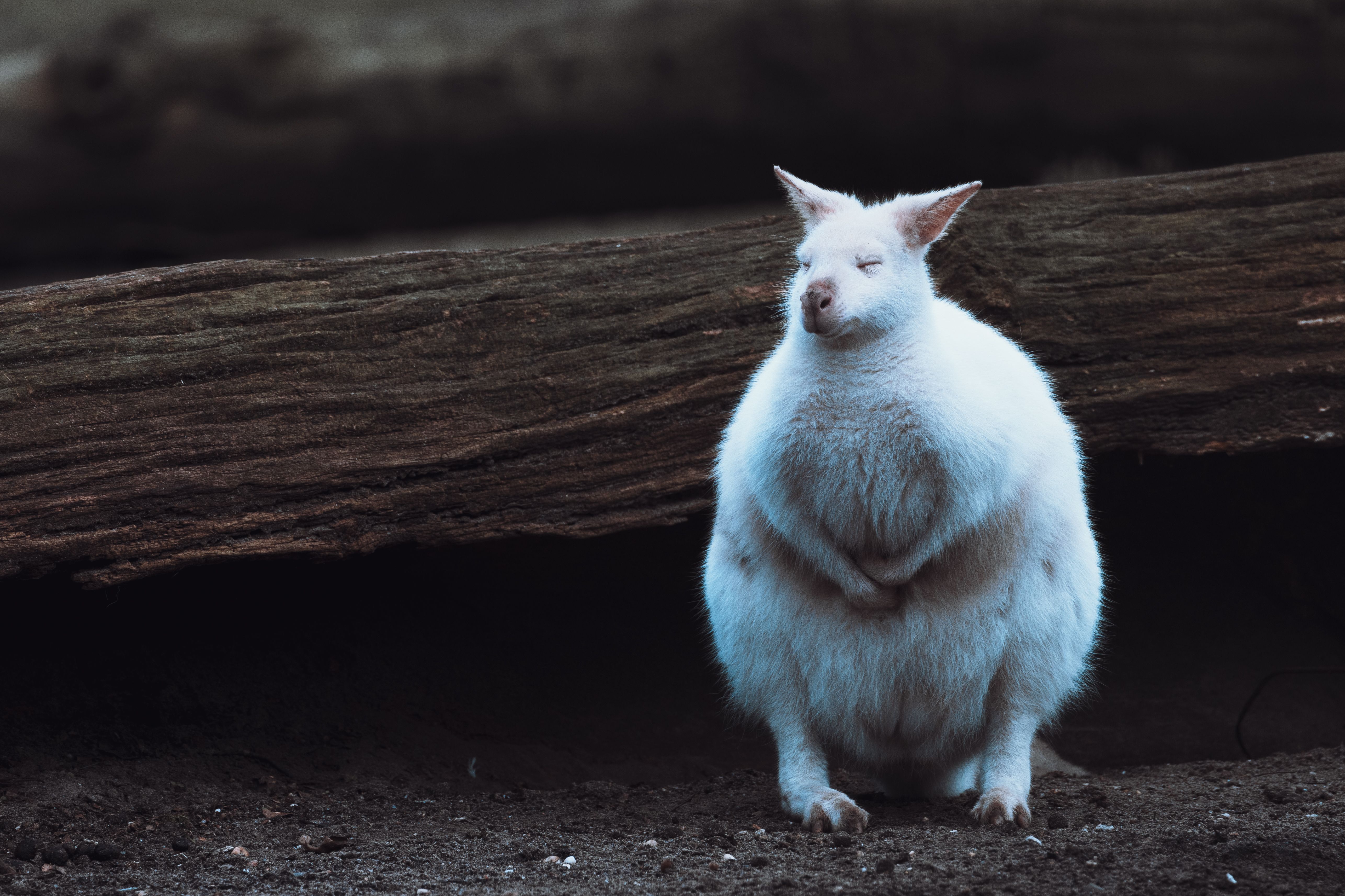 Australia Zoo Photos, Download The BEST Free Australia Zoo Stock Photos ...
