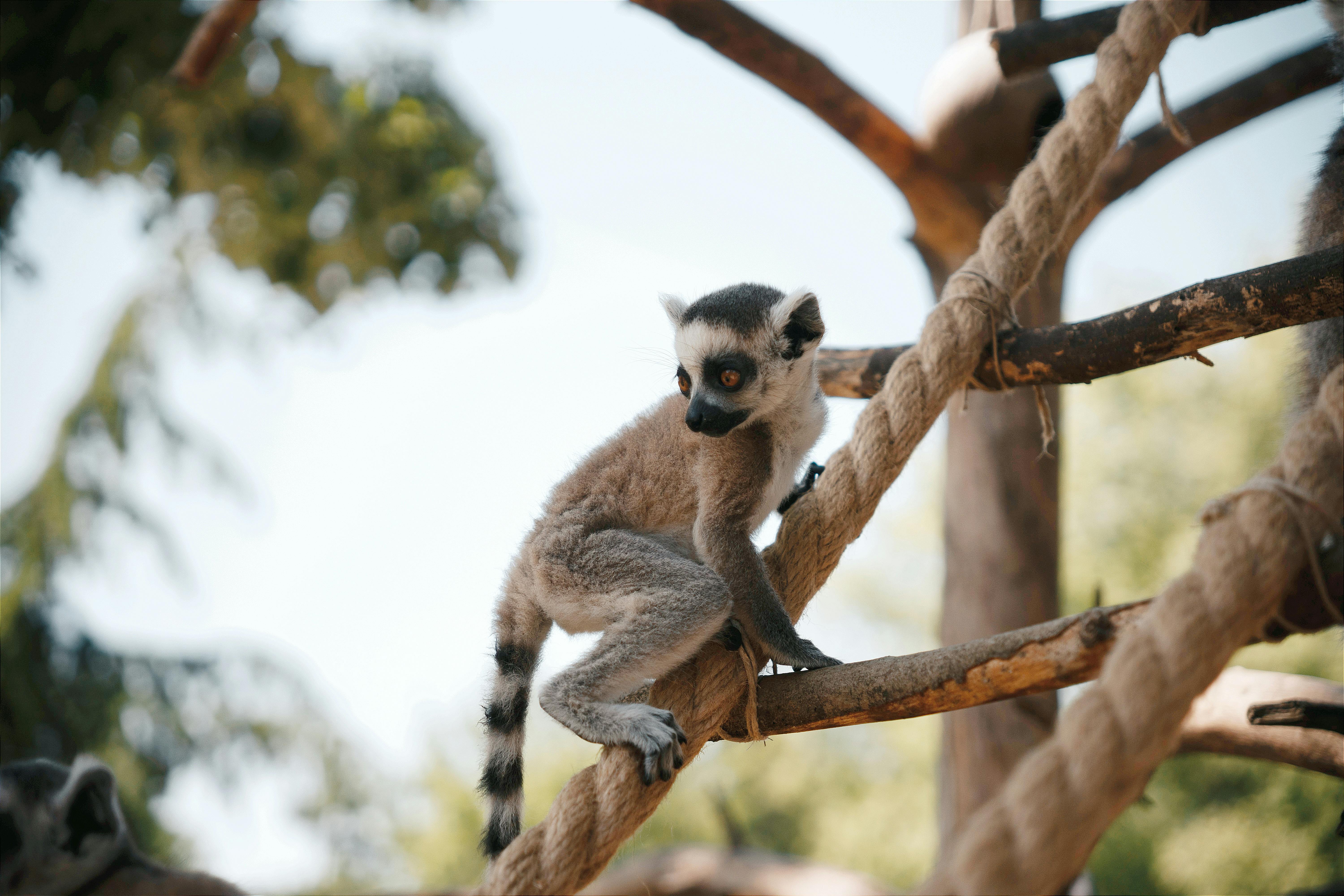 A lemur climbing on a rope in a zoo · Free Stock Photo