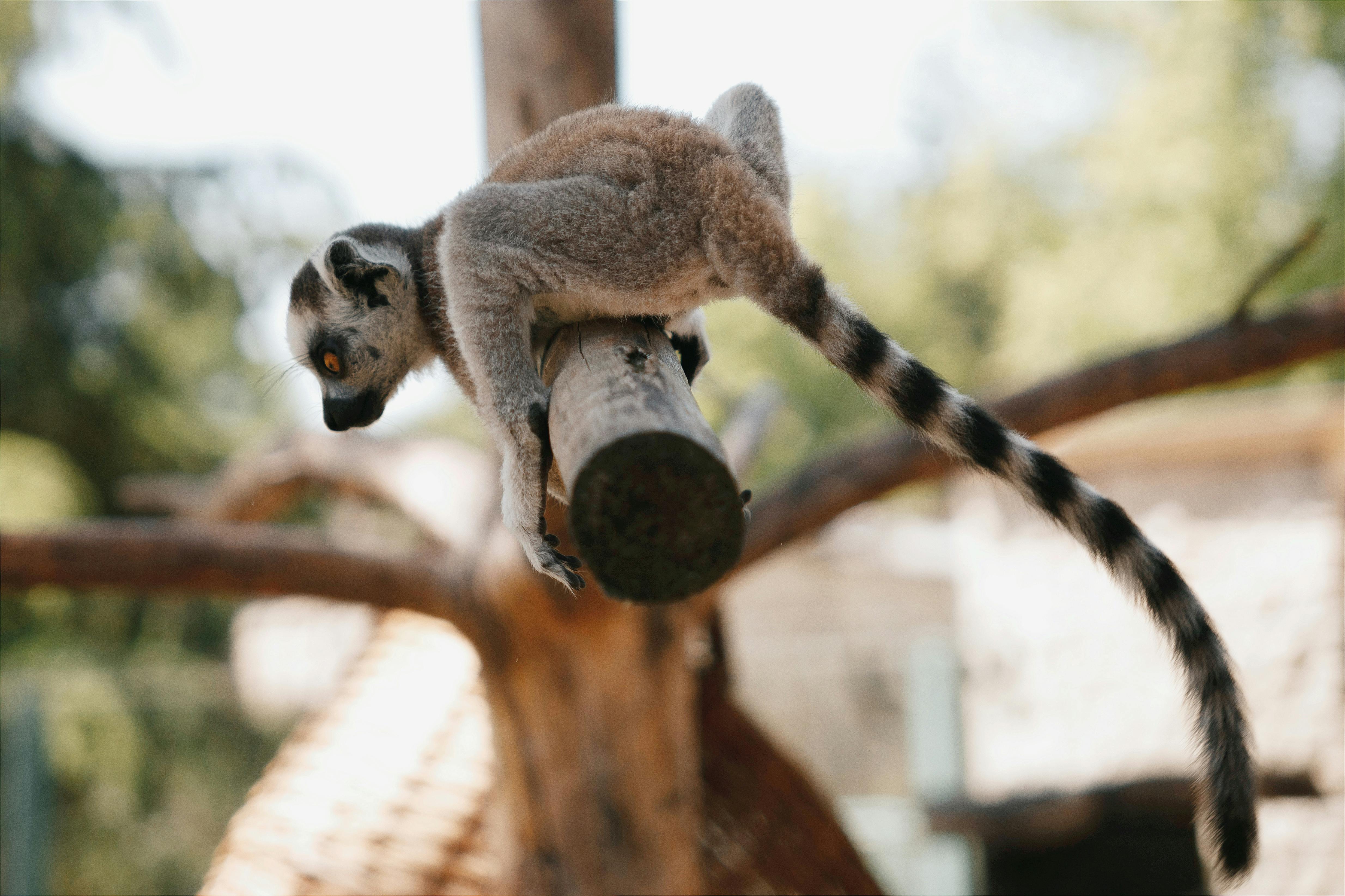 Side View of a Lemur Leaning Around a Branch · Free Stock Photo