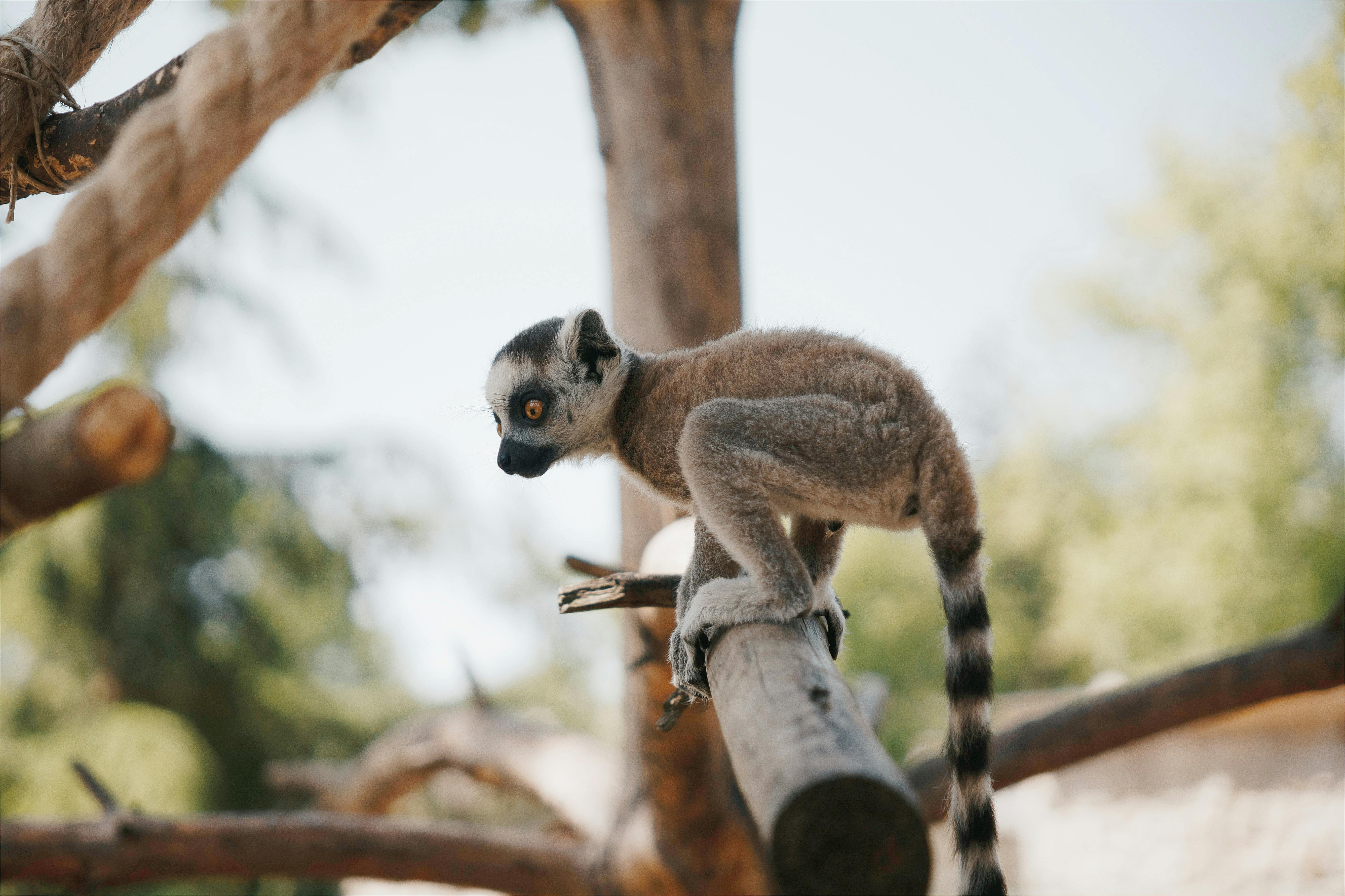 Side View of a Lemur · Free Stock Photo