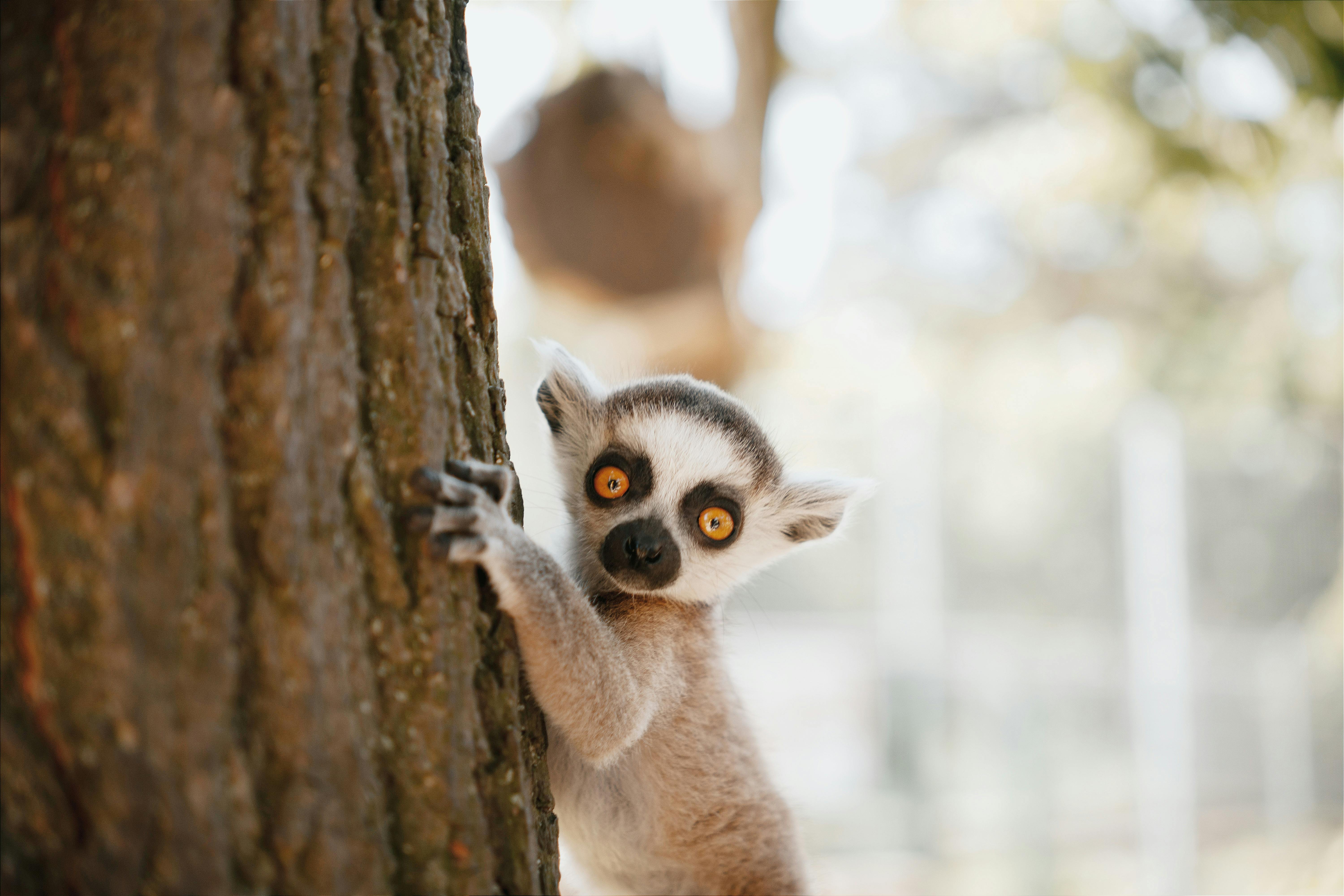 Close-up of a Lemur Staring · Free Stock Photo