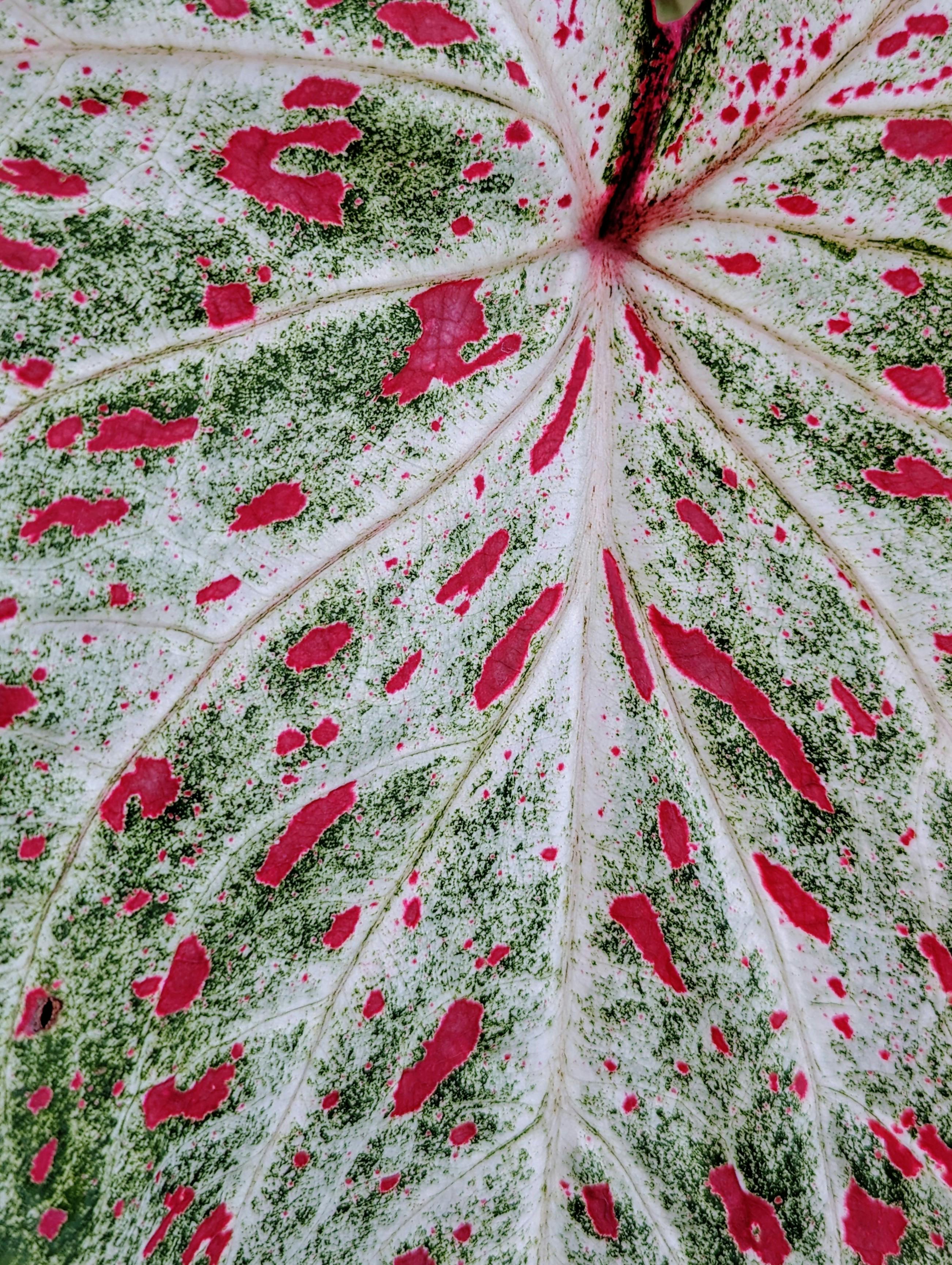 Close-up of a Raspberry Moon Caladium Leaf · Free Stock Photo