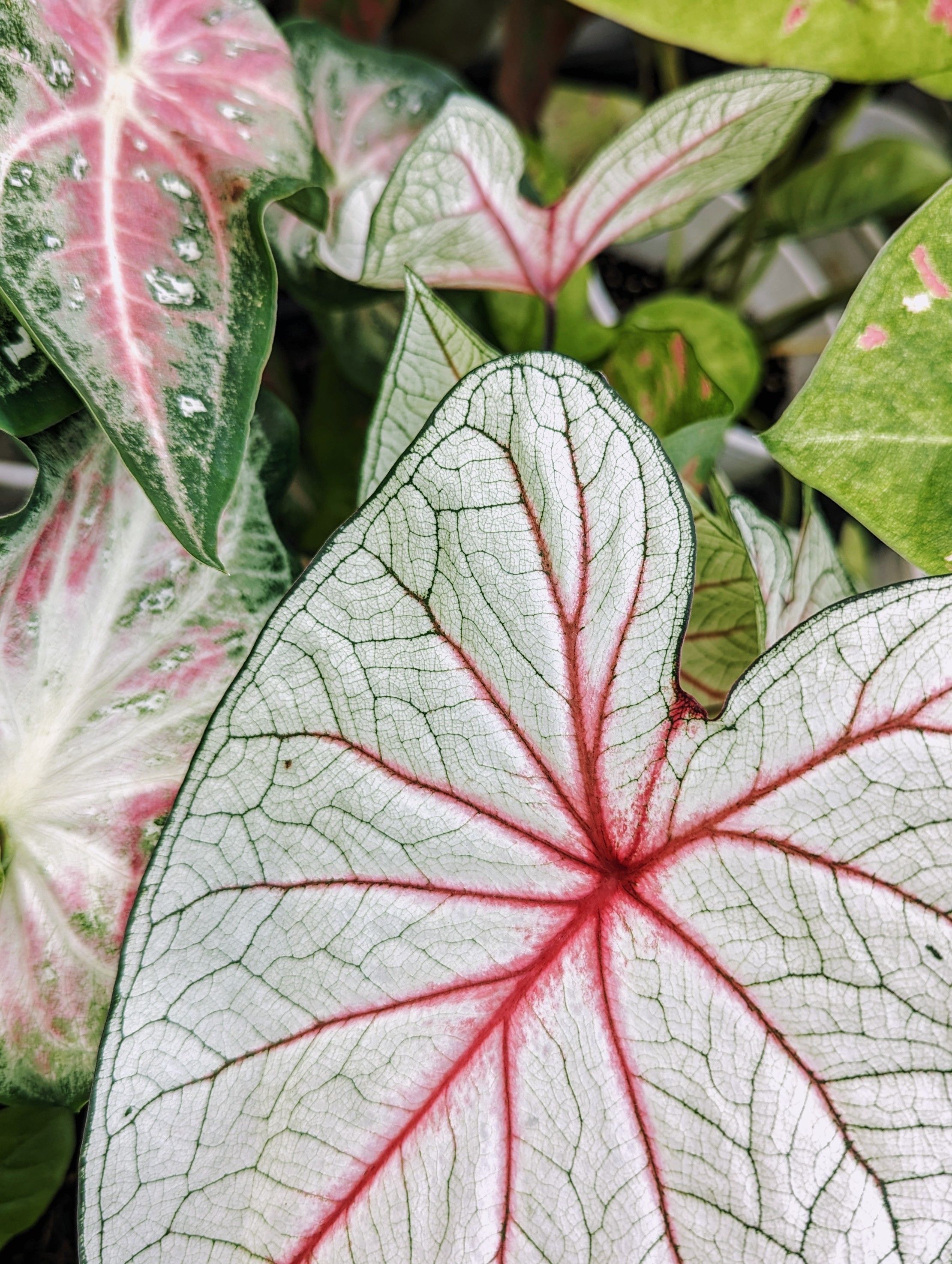 Close-up Photo of Pink and Green Caladium Plants · Free Stock Photo