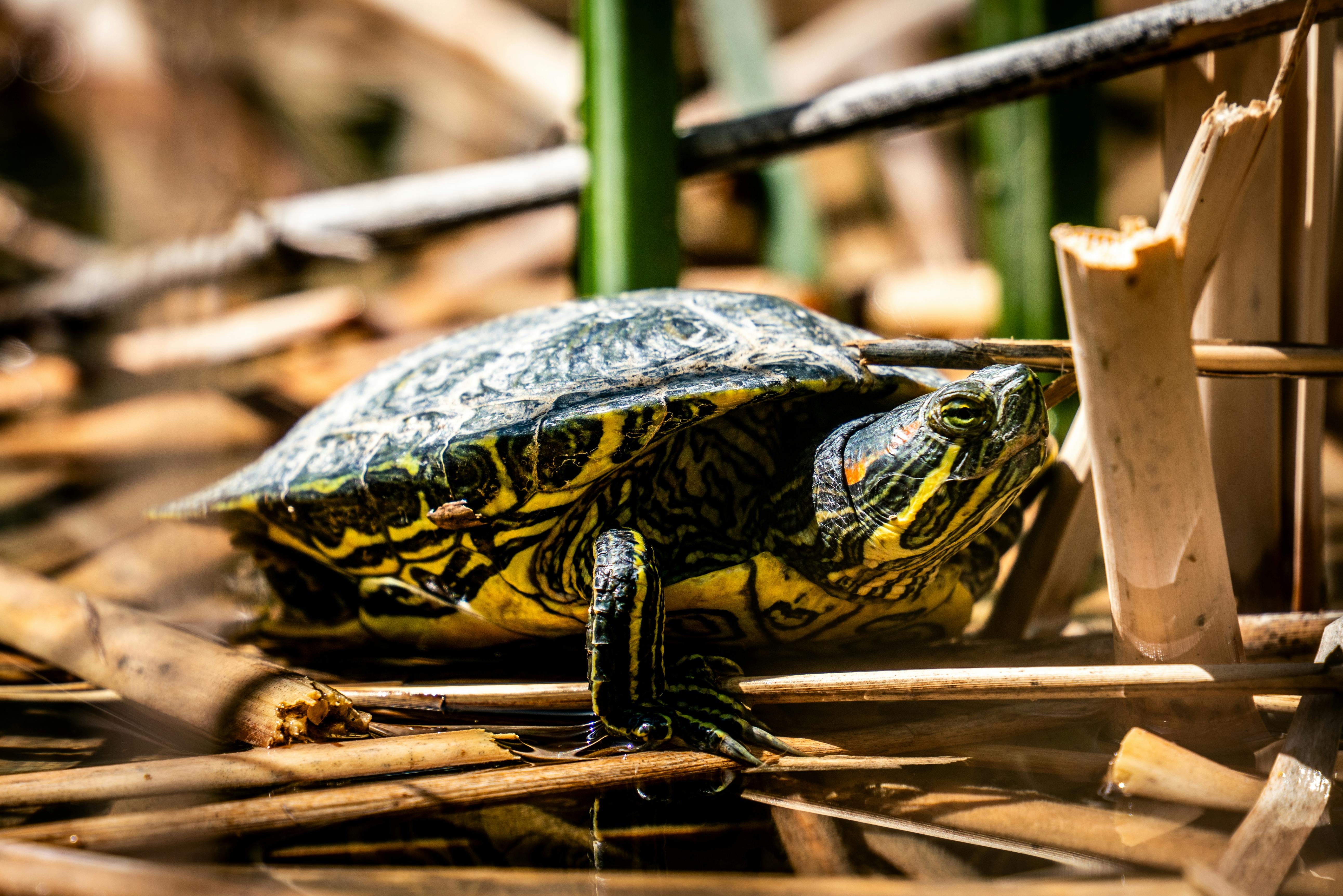 Black and Gray Turtle on Green Grass · Free Stock Photo