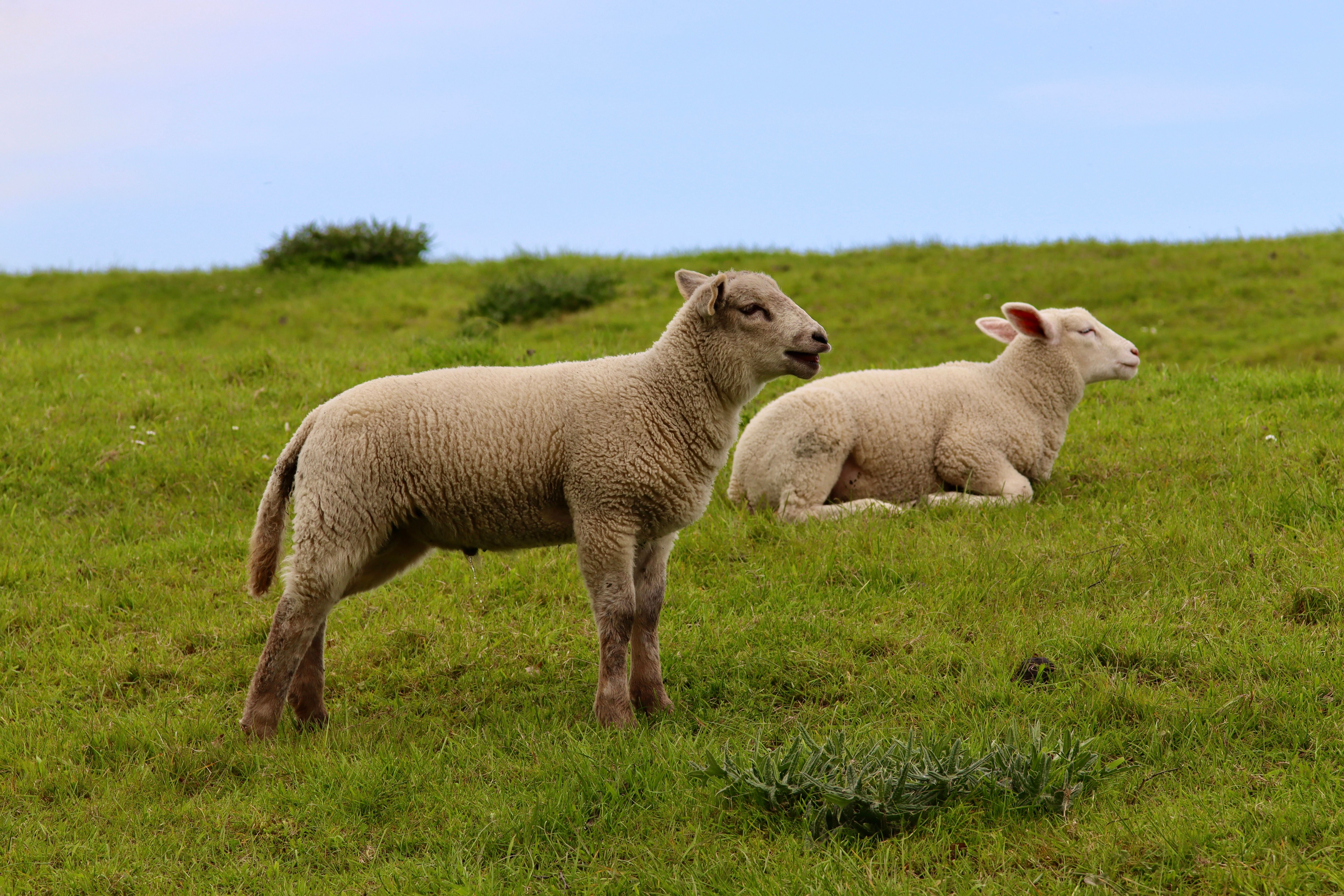 Sheep In Pasture Free Stock Photo