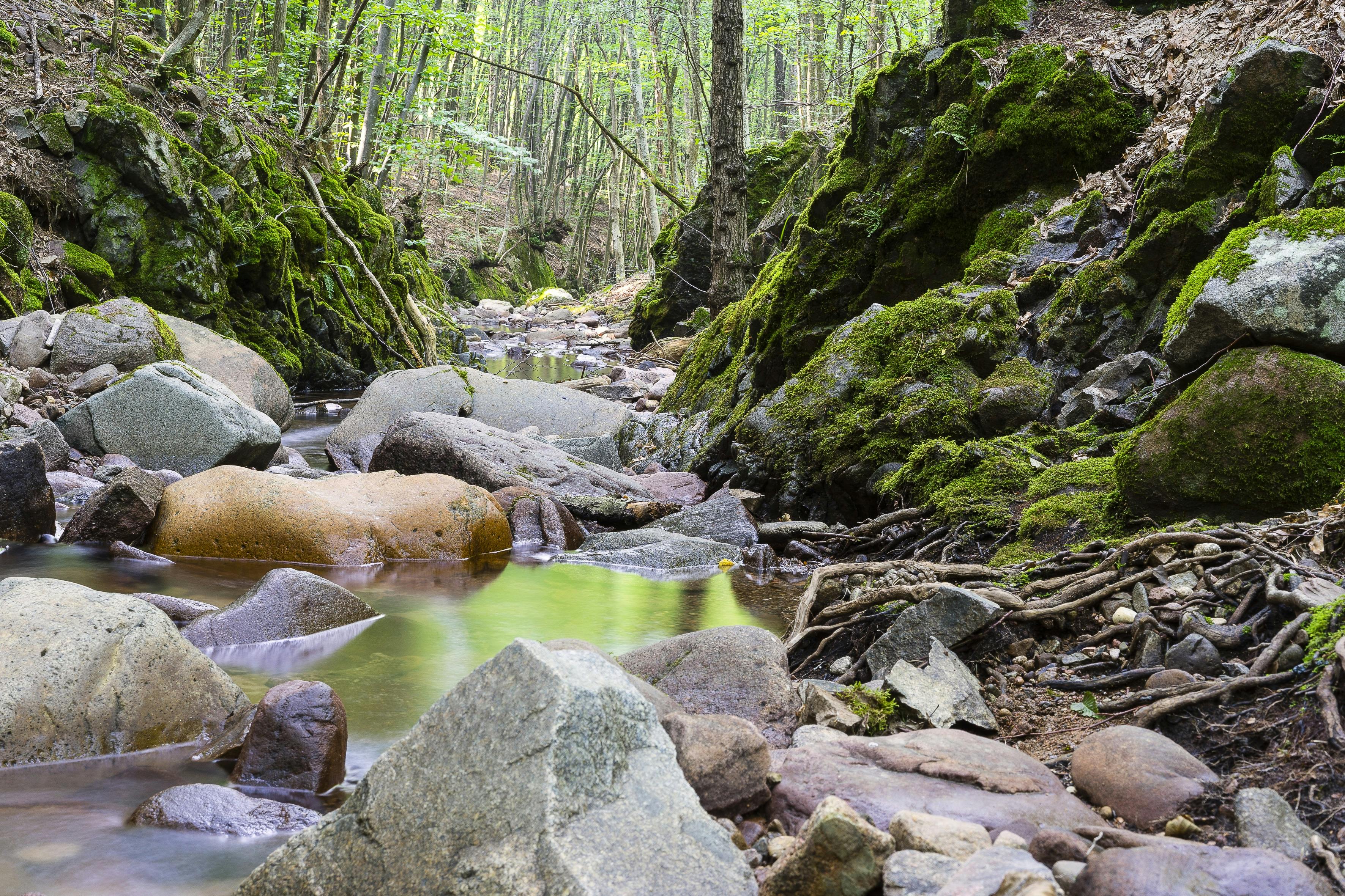 Free stock photo of brook, creek, nature