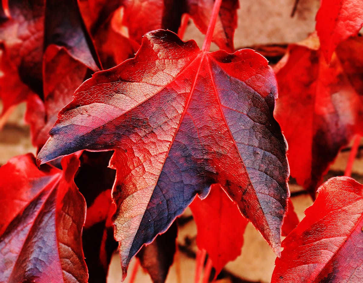 Maple Leaf Photos, Download The BEST Free Maple Leaf Stock Photos & HD ...