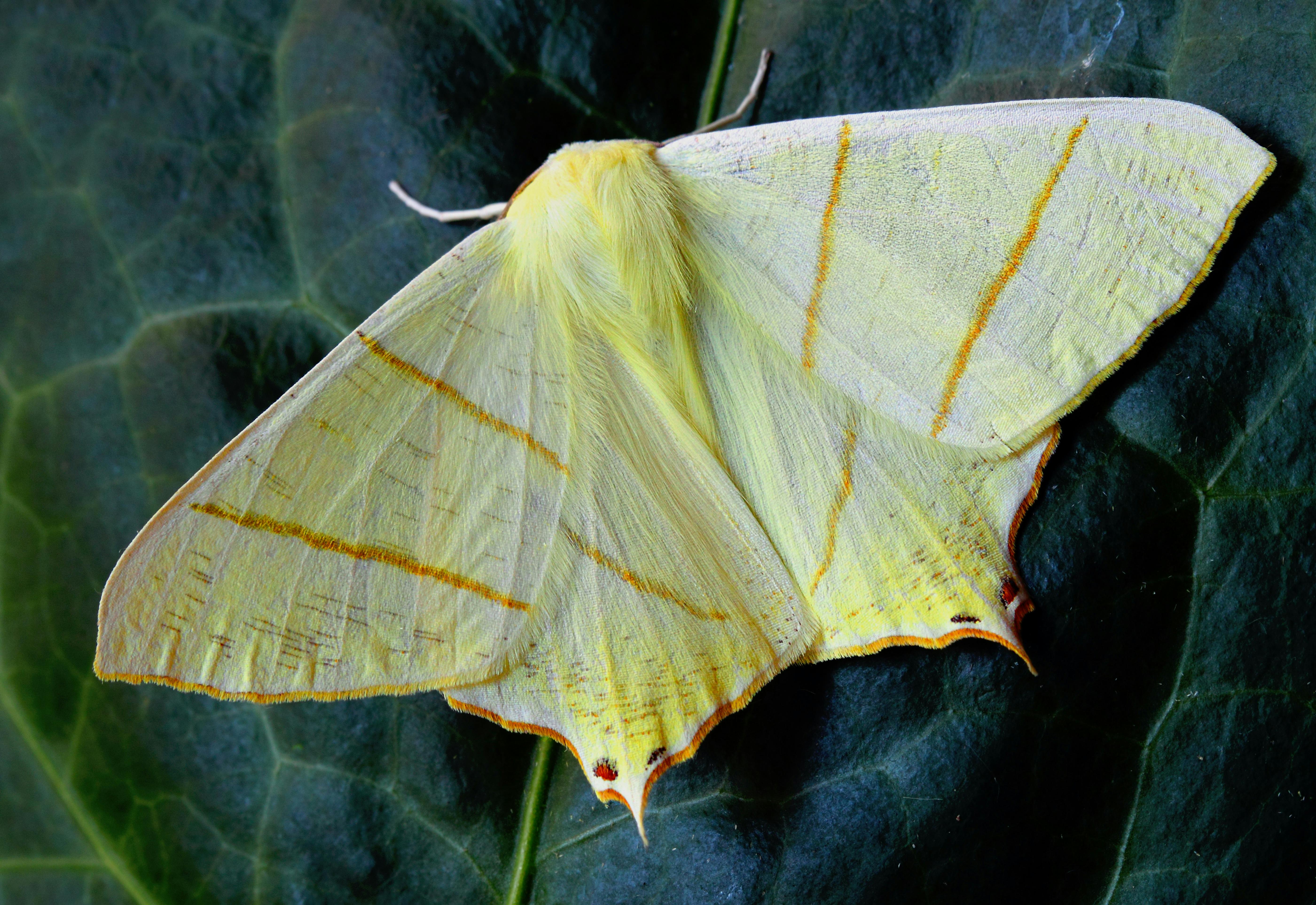 Yellow Moth · Free Stock Photo