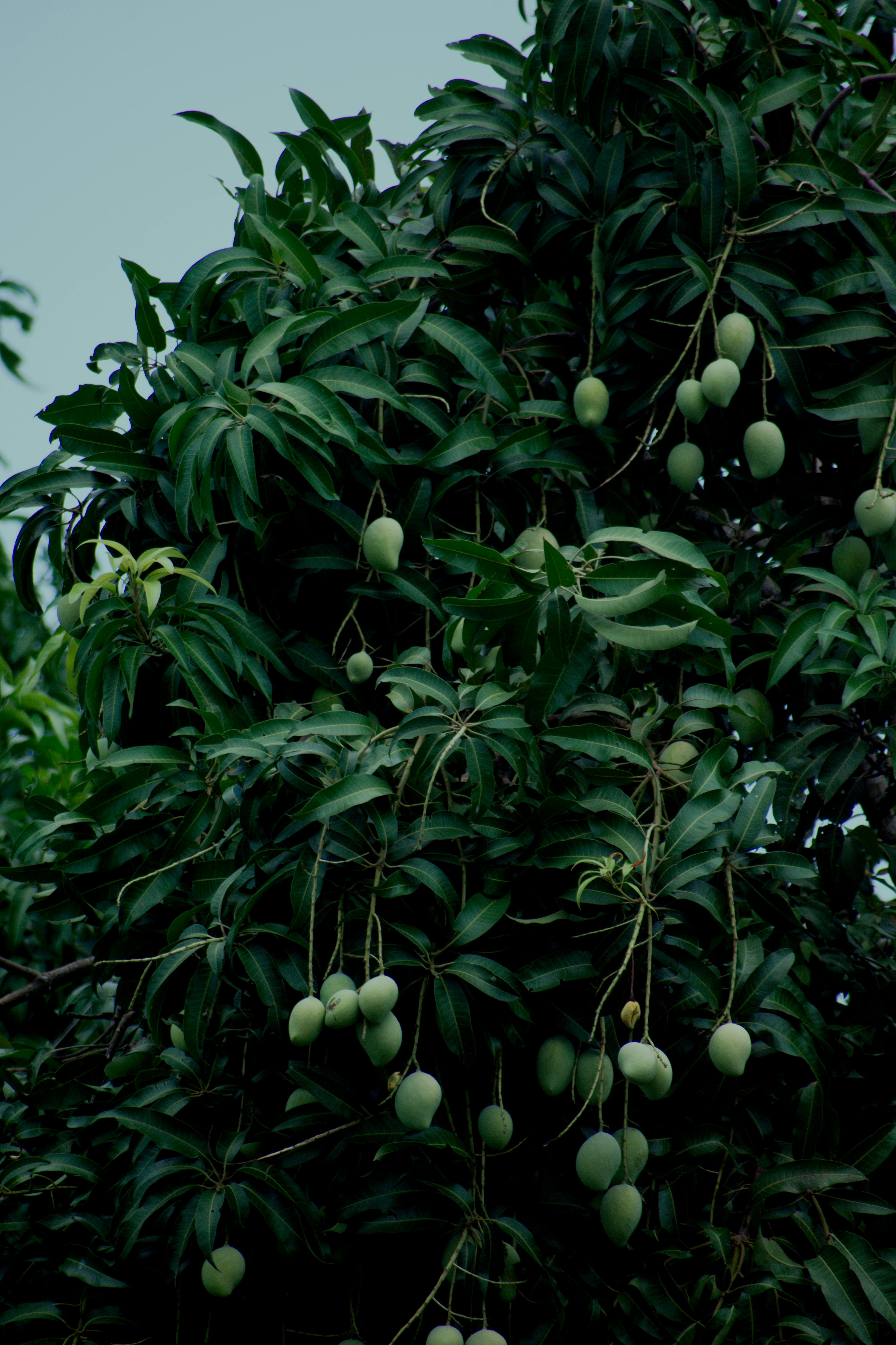 Fruits on a Tree · Free Stock Photo