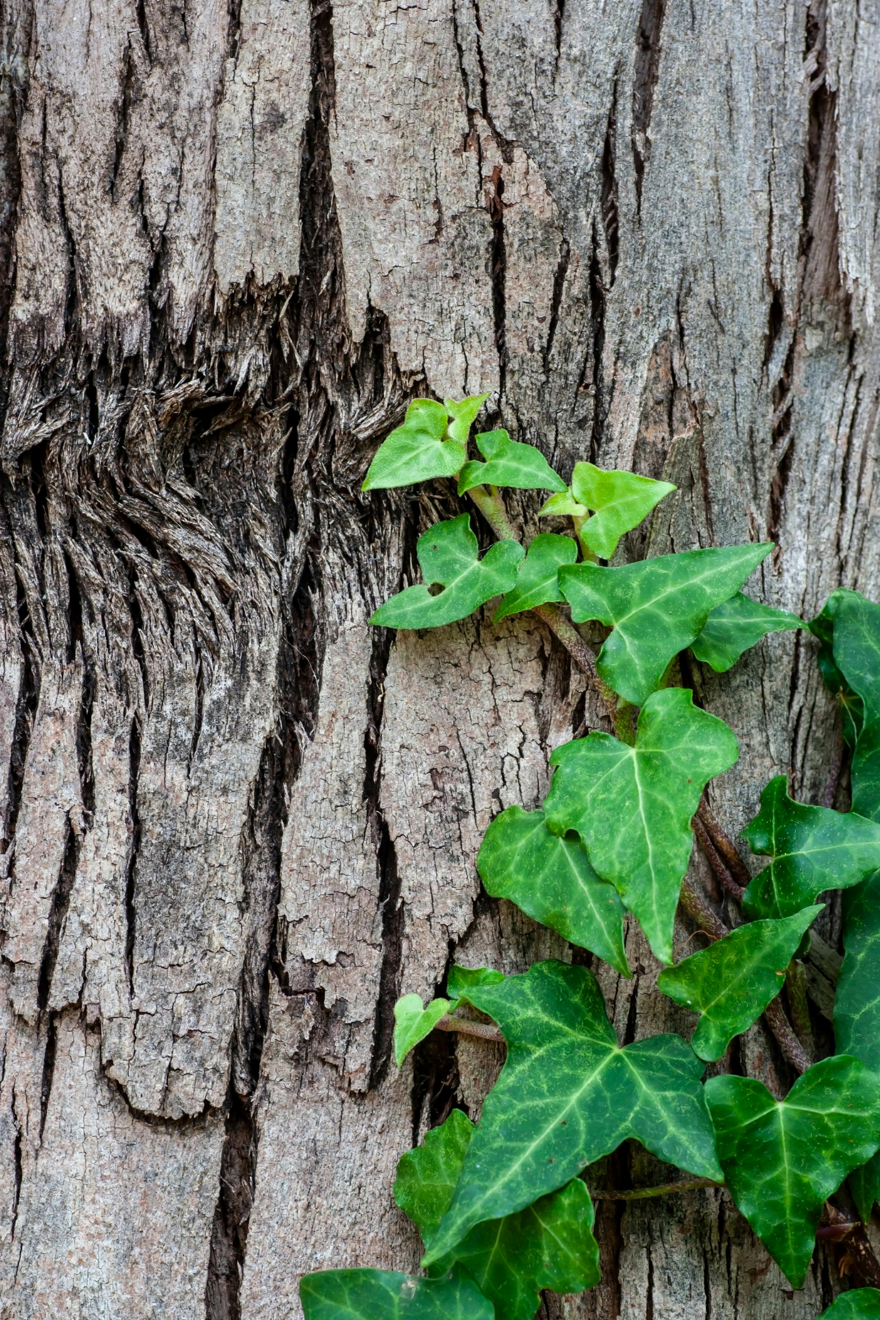 Ivy Climber Plant · Free Stock Photo