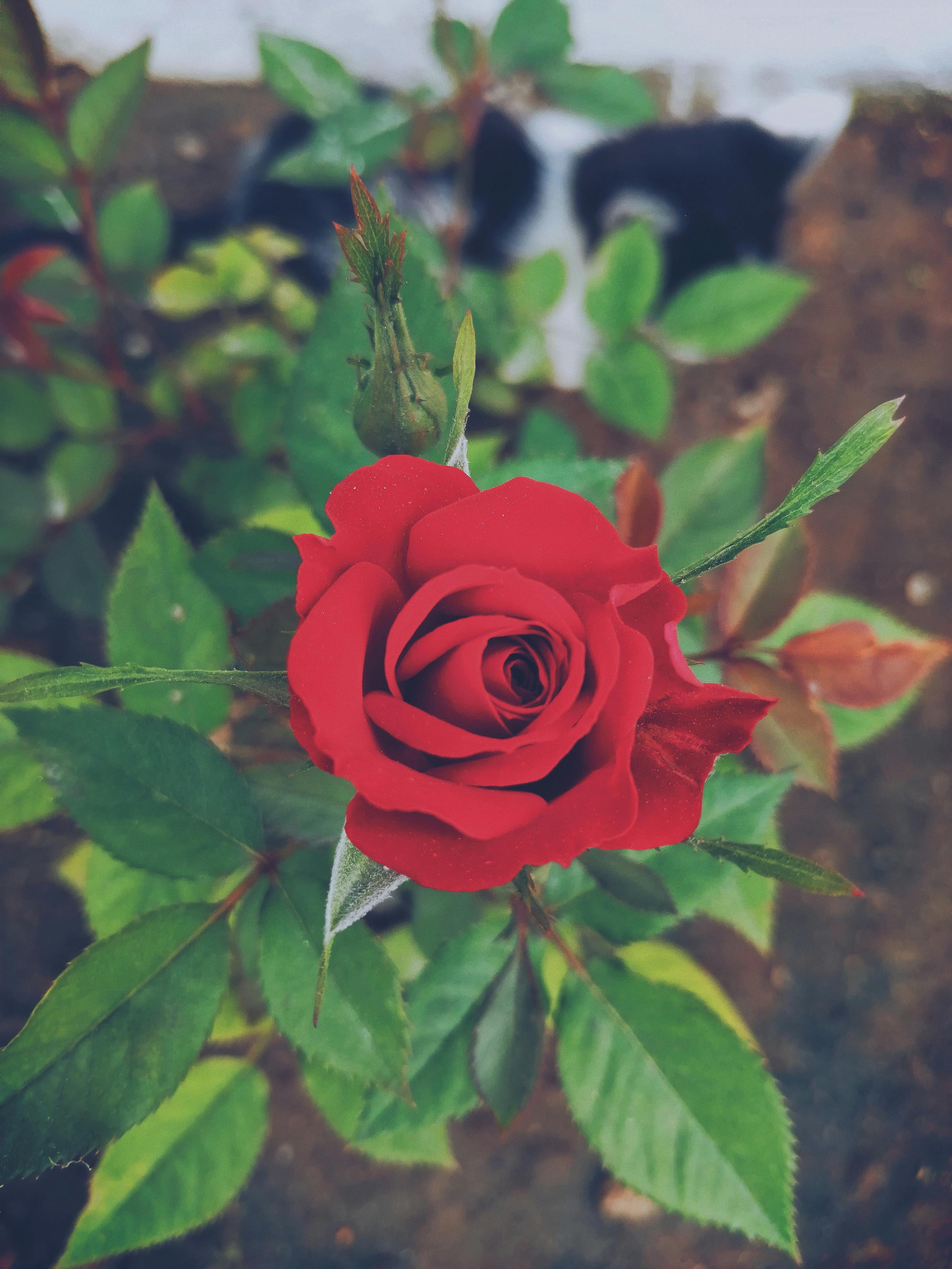 Gulnar Gurbanova - Fotografía