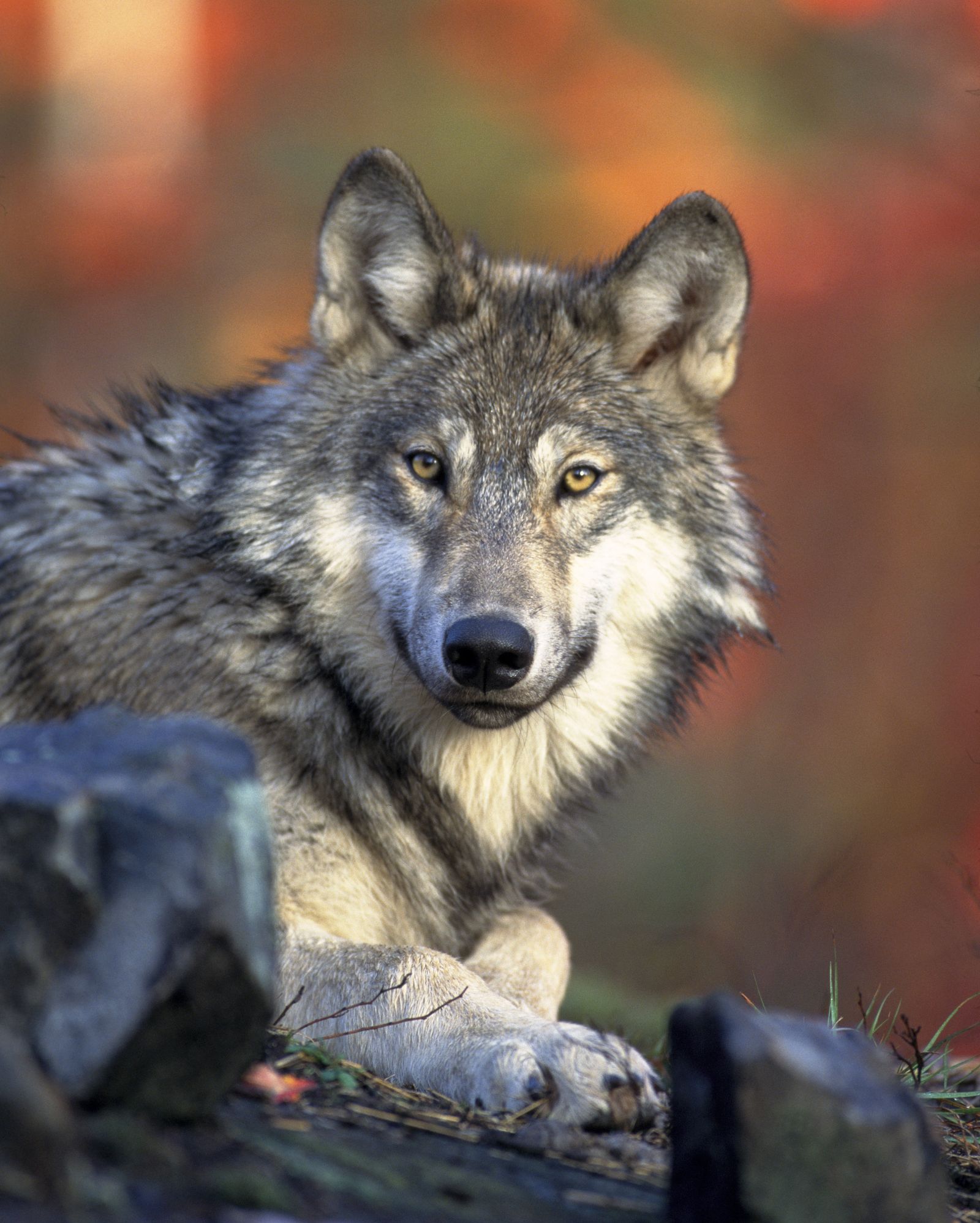 500+ Best Wolf Photos · 100% Free Download · Pexels Stock Photos