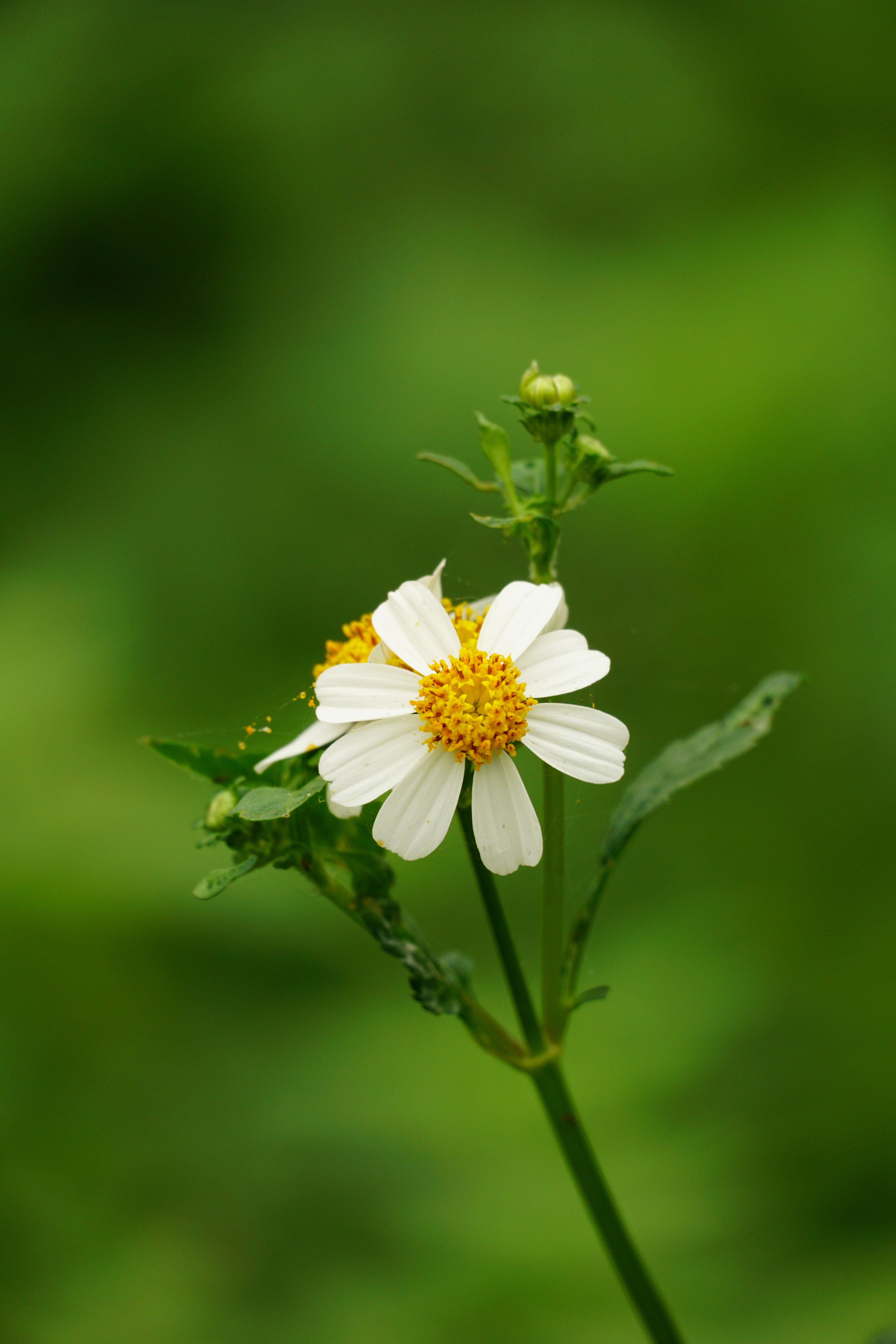 Spanish Needles Photos, Download The BEST Free Spanish Needles Stock ...