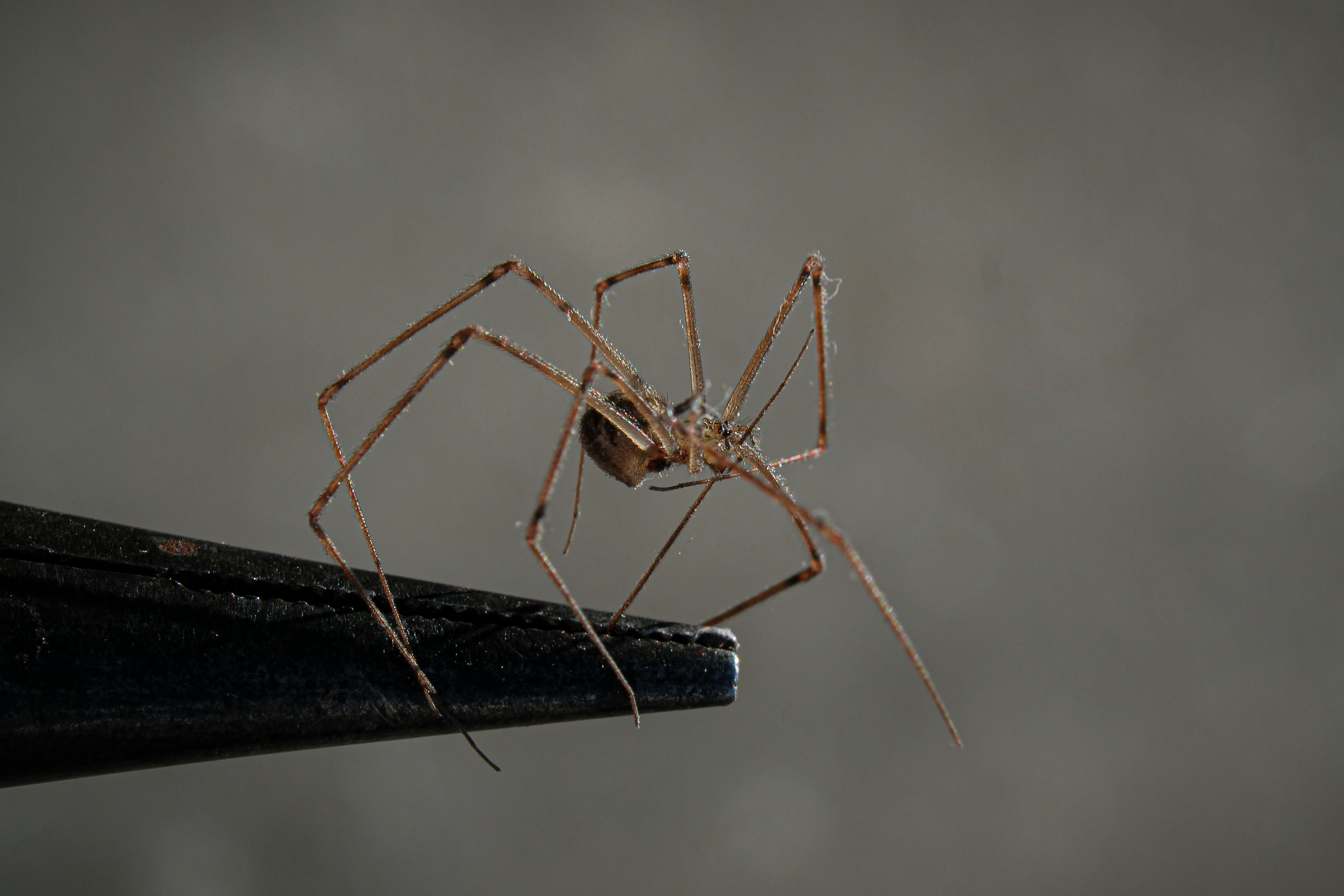 Pholcus Spider in Nature · Free Stock Photo