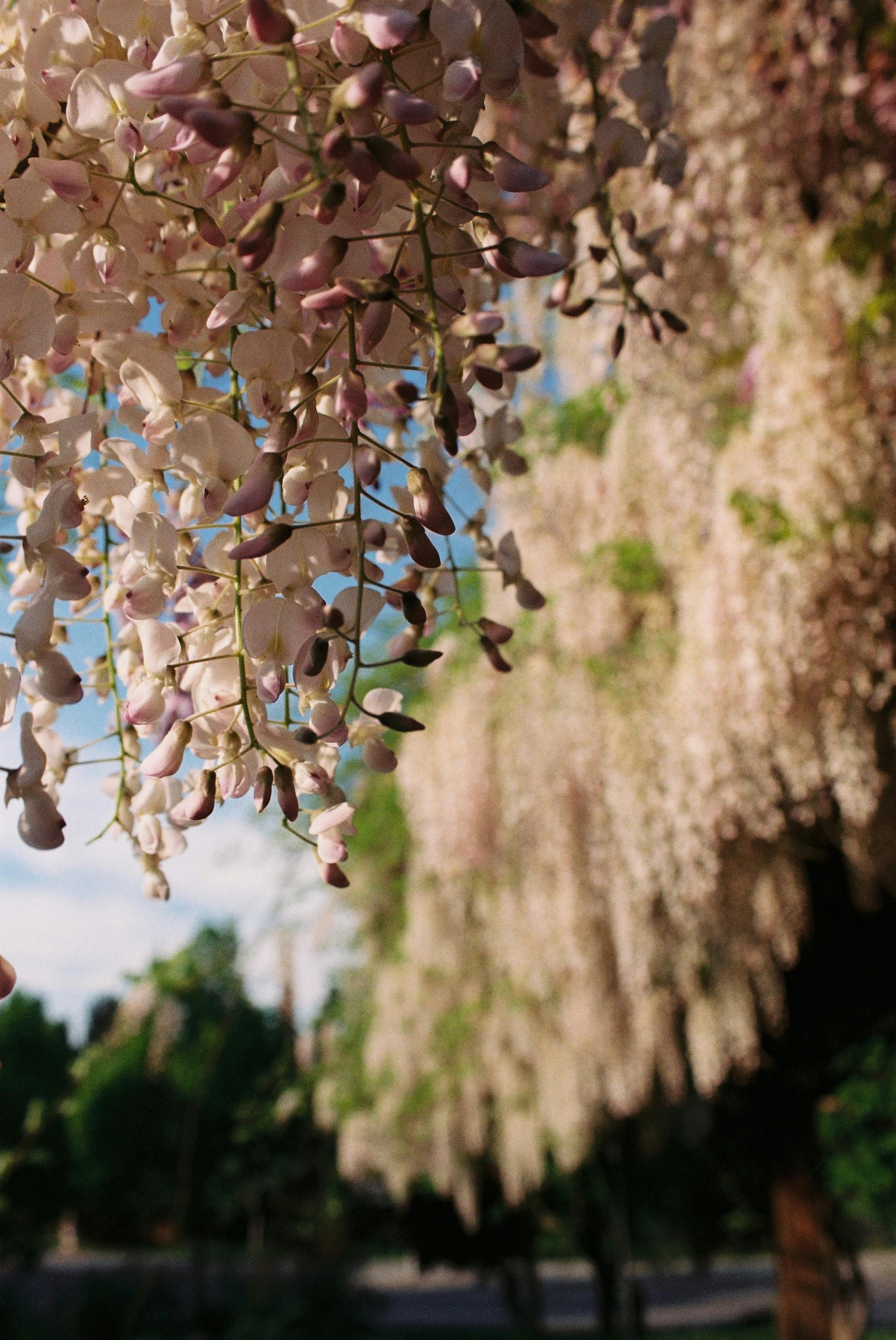 Aesthetic Circular Vines Photos, Download The BEST Free Aesthetic ...