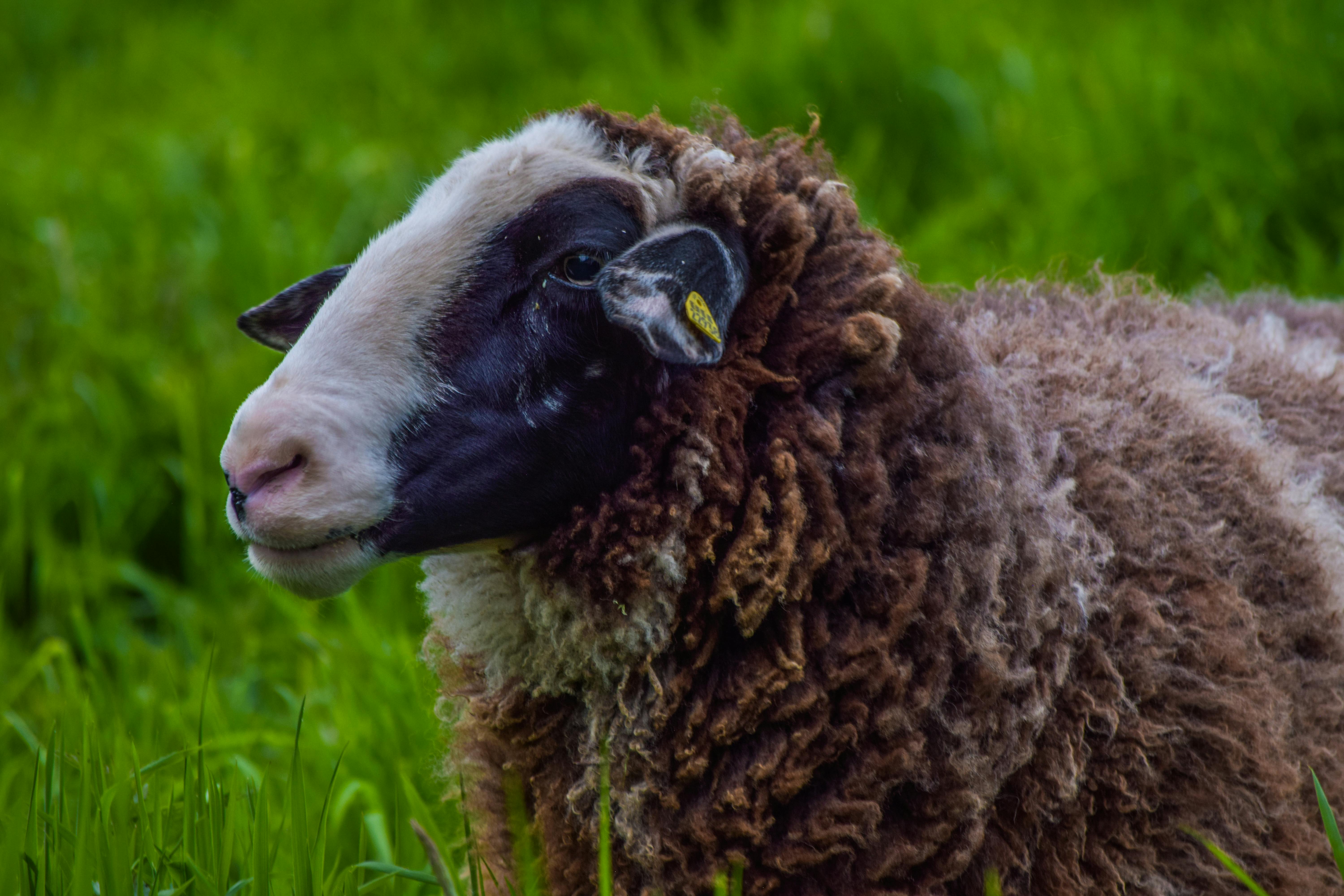 Shallow Focus Photography of Sheep · Free Stock Photo