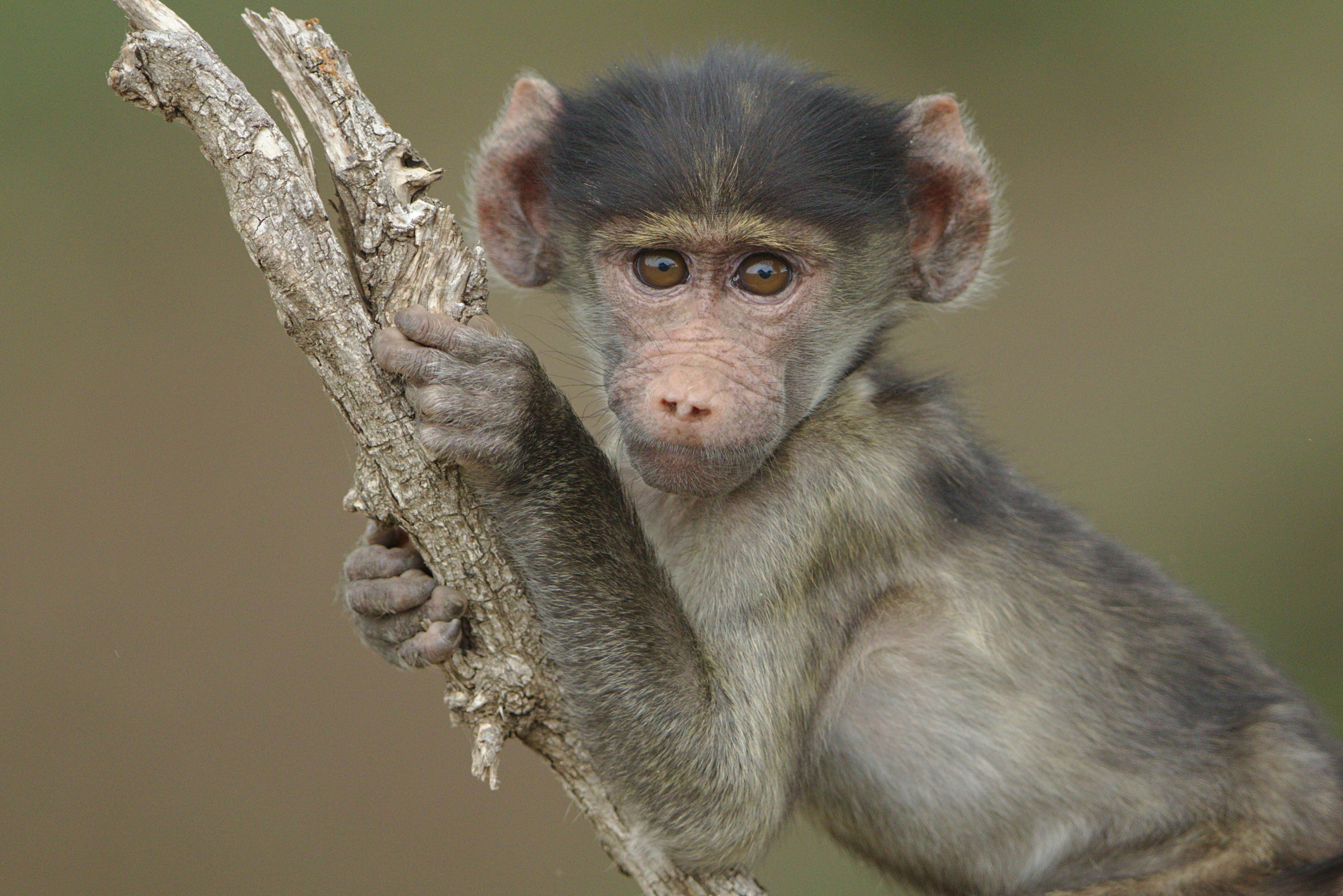 Baboon Holding on a Tree Branch · Free Stock Photo