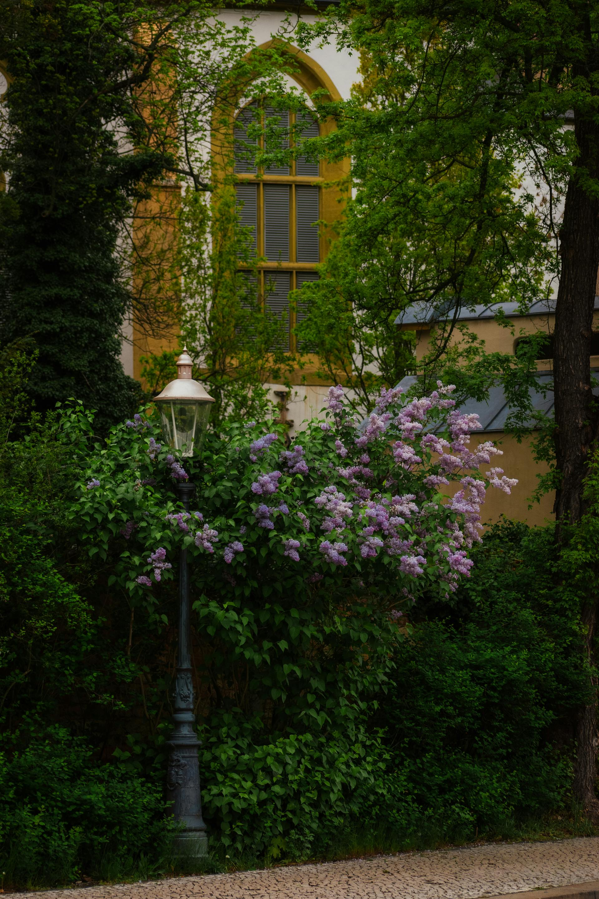 Hedge with Blooming Lilacs · Free Stock Photo