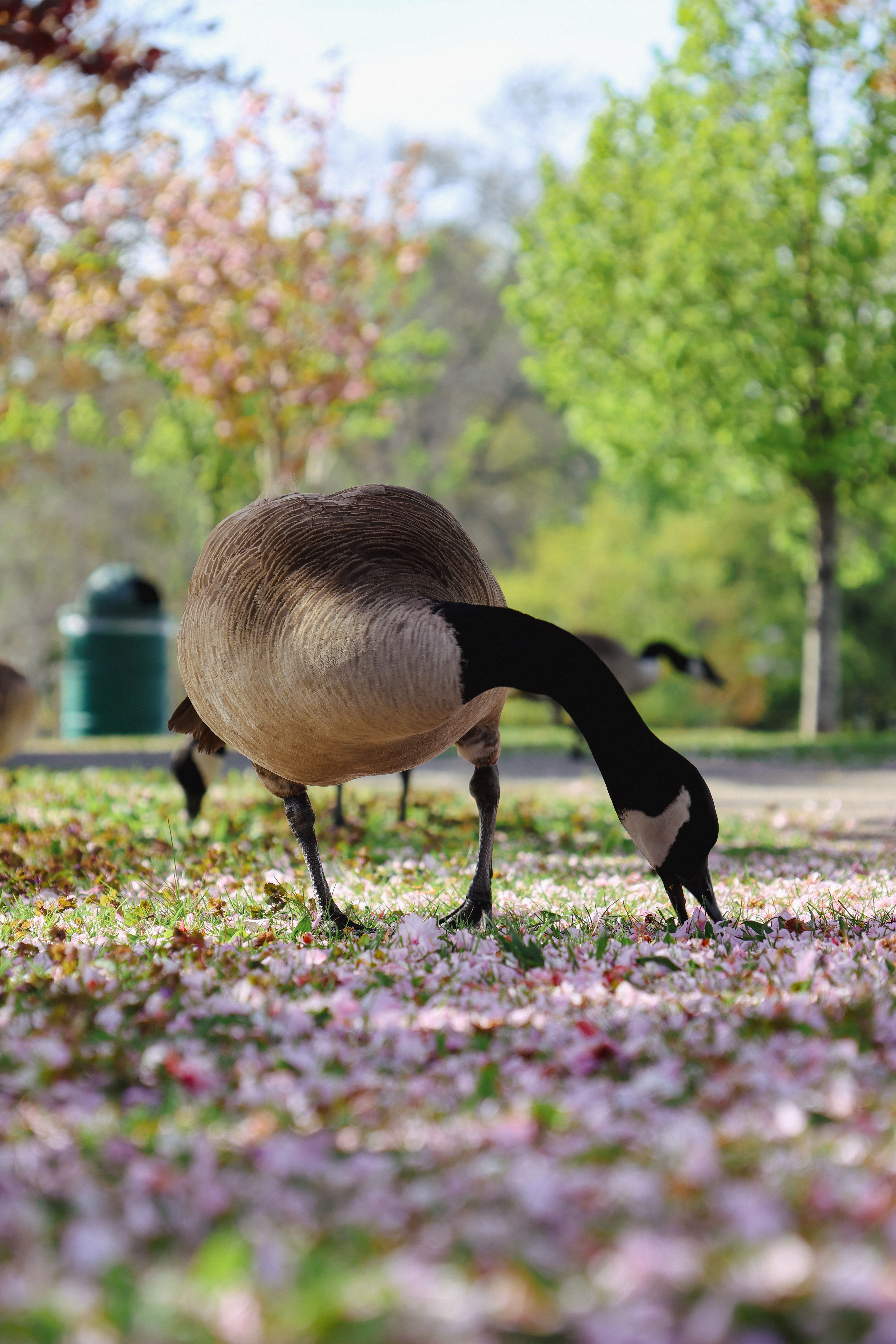 Goose on Flowers in Park · Free Stock Photo
