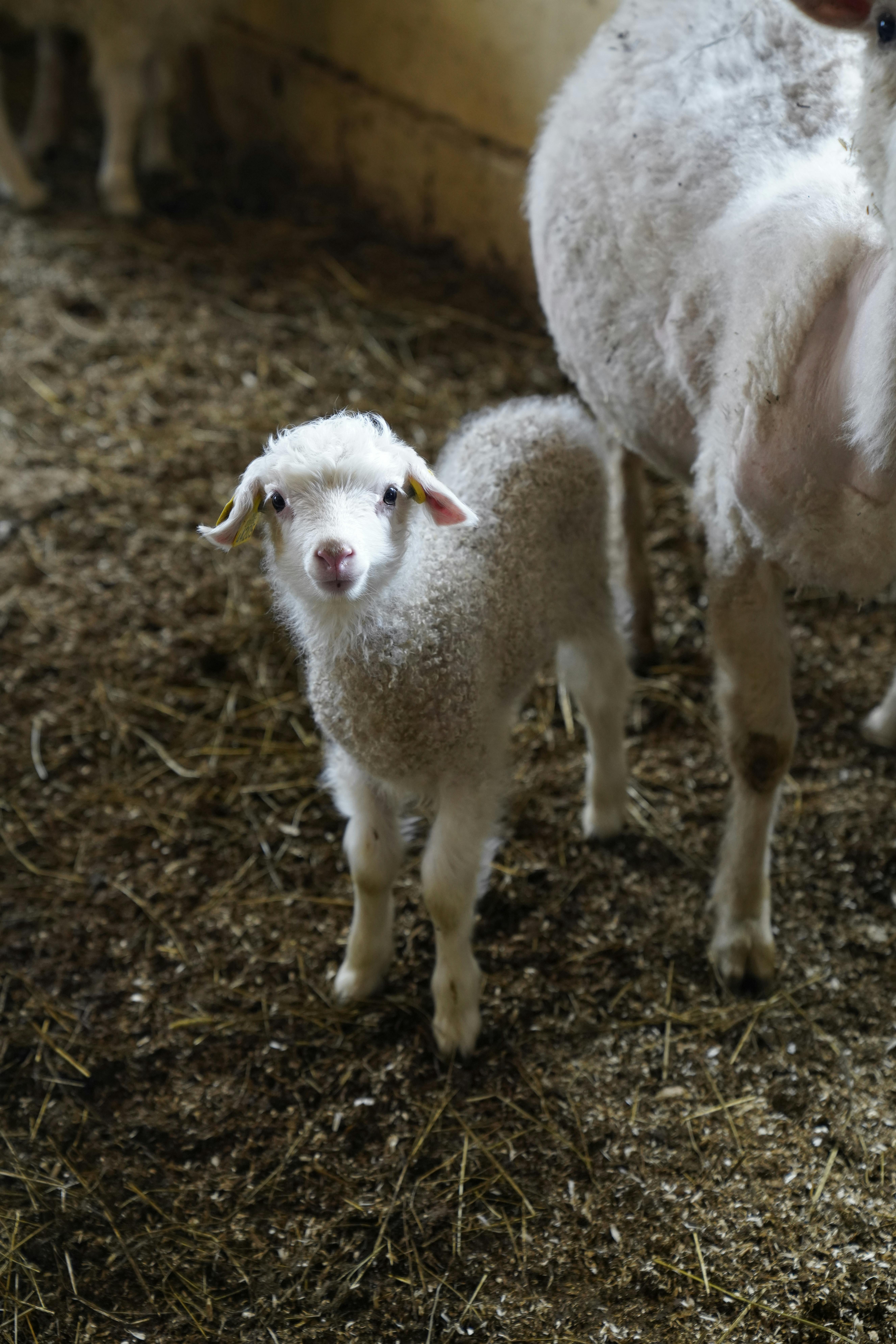 Photo of a White Lamb on Green Grass · Free Stock Photo