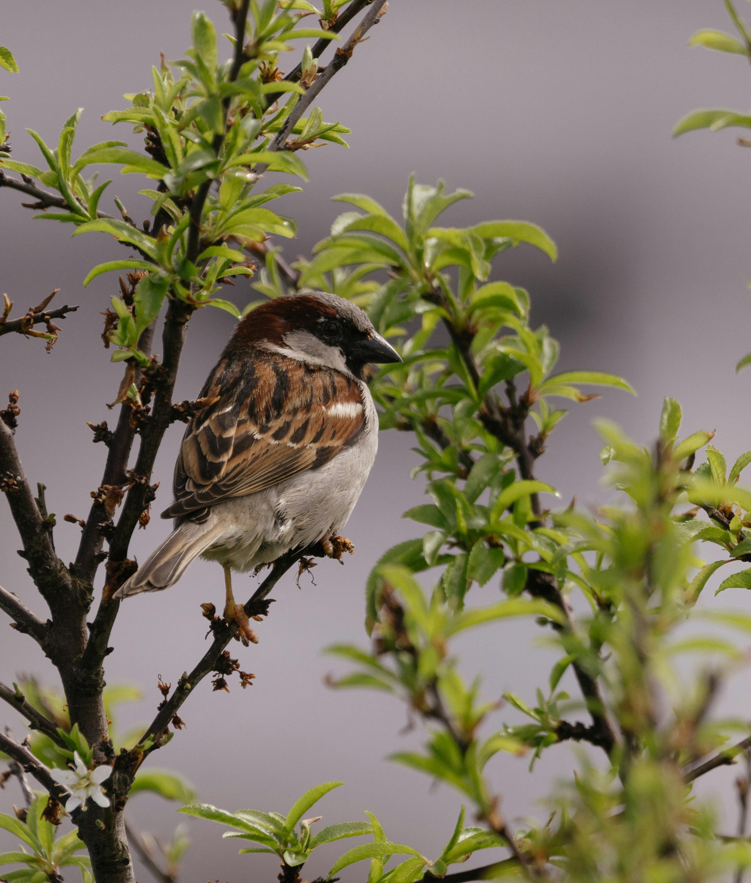 Sparrow on Branches with Spring Blossoms · Free Stock Photo